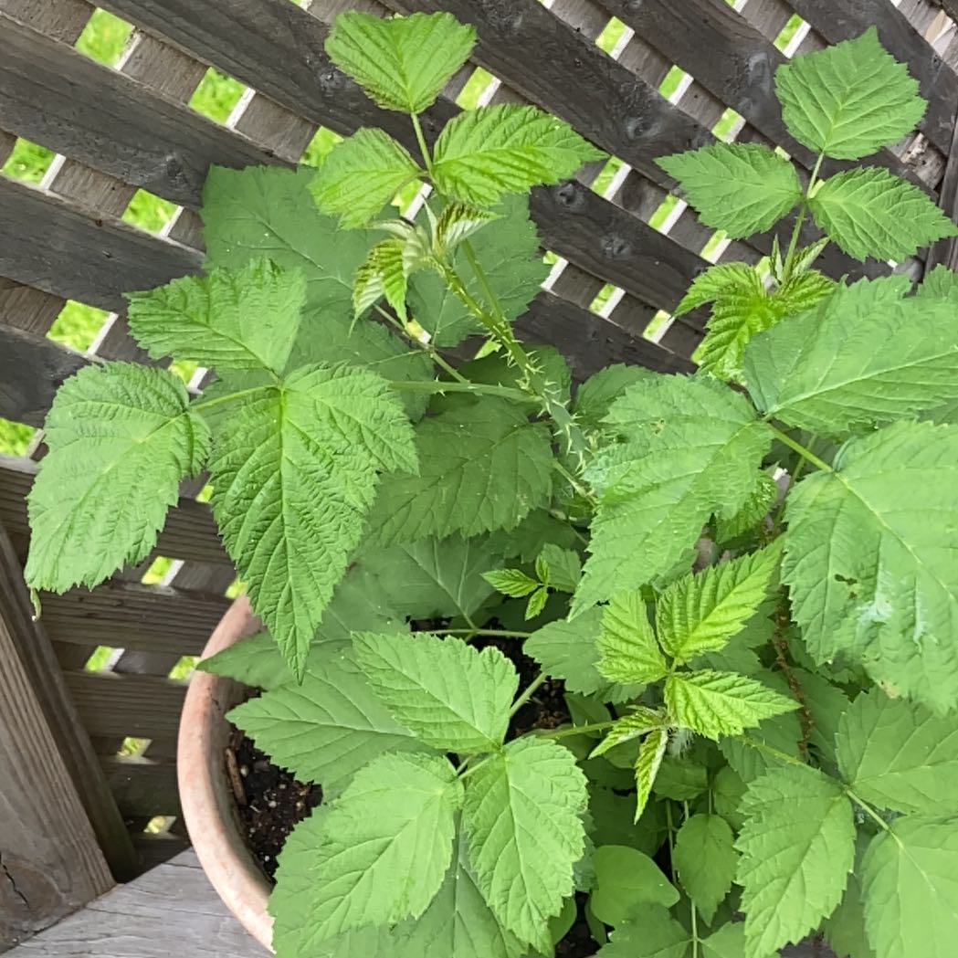 10 Benefits of Having a Black Raspberry 🍇