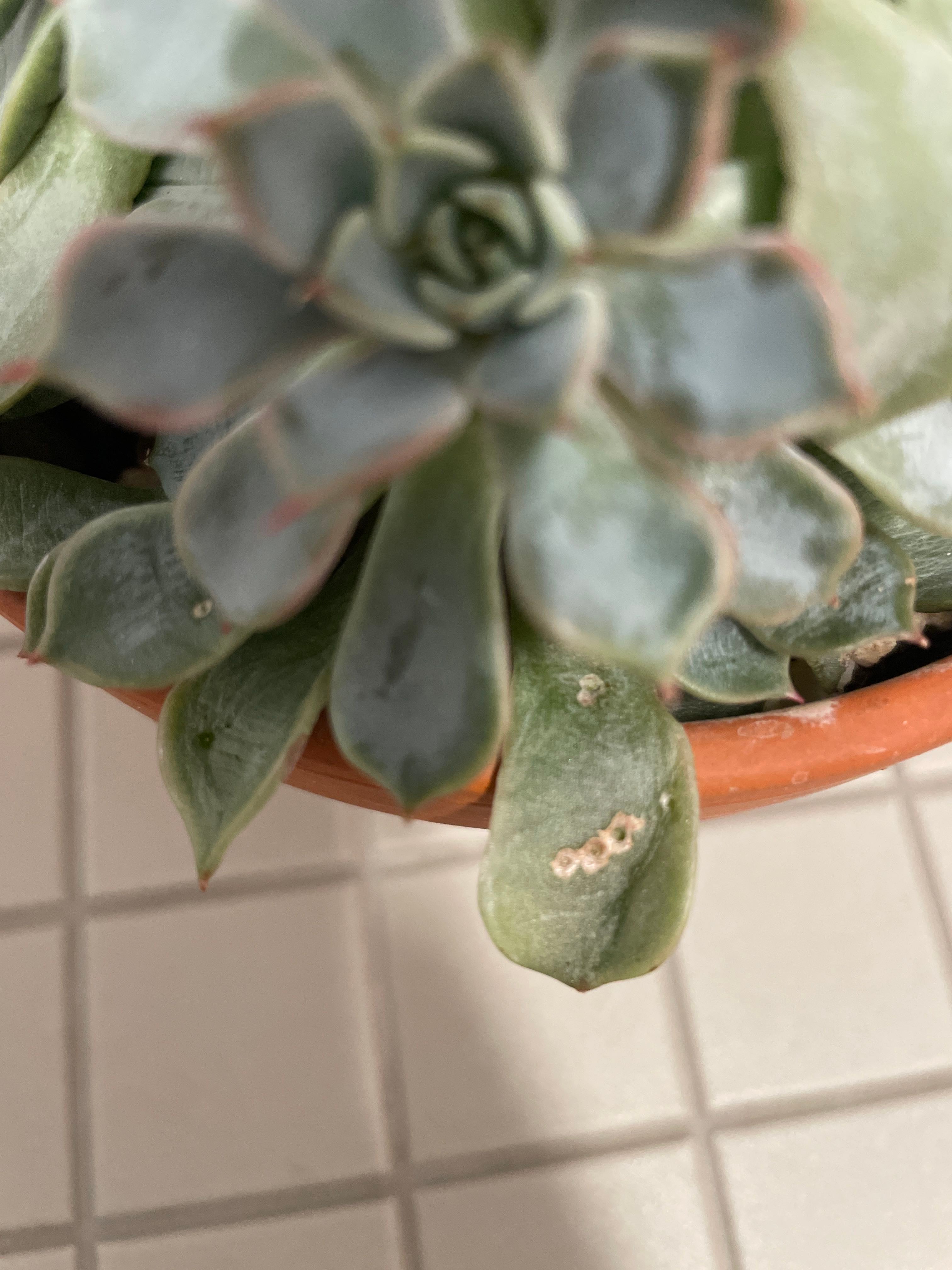 Elfstone Plant Care: Water, Light, Nutrients | Greg App 🌱