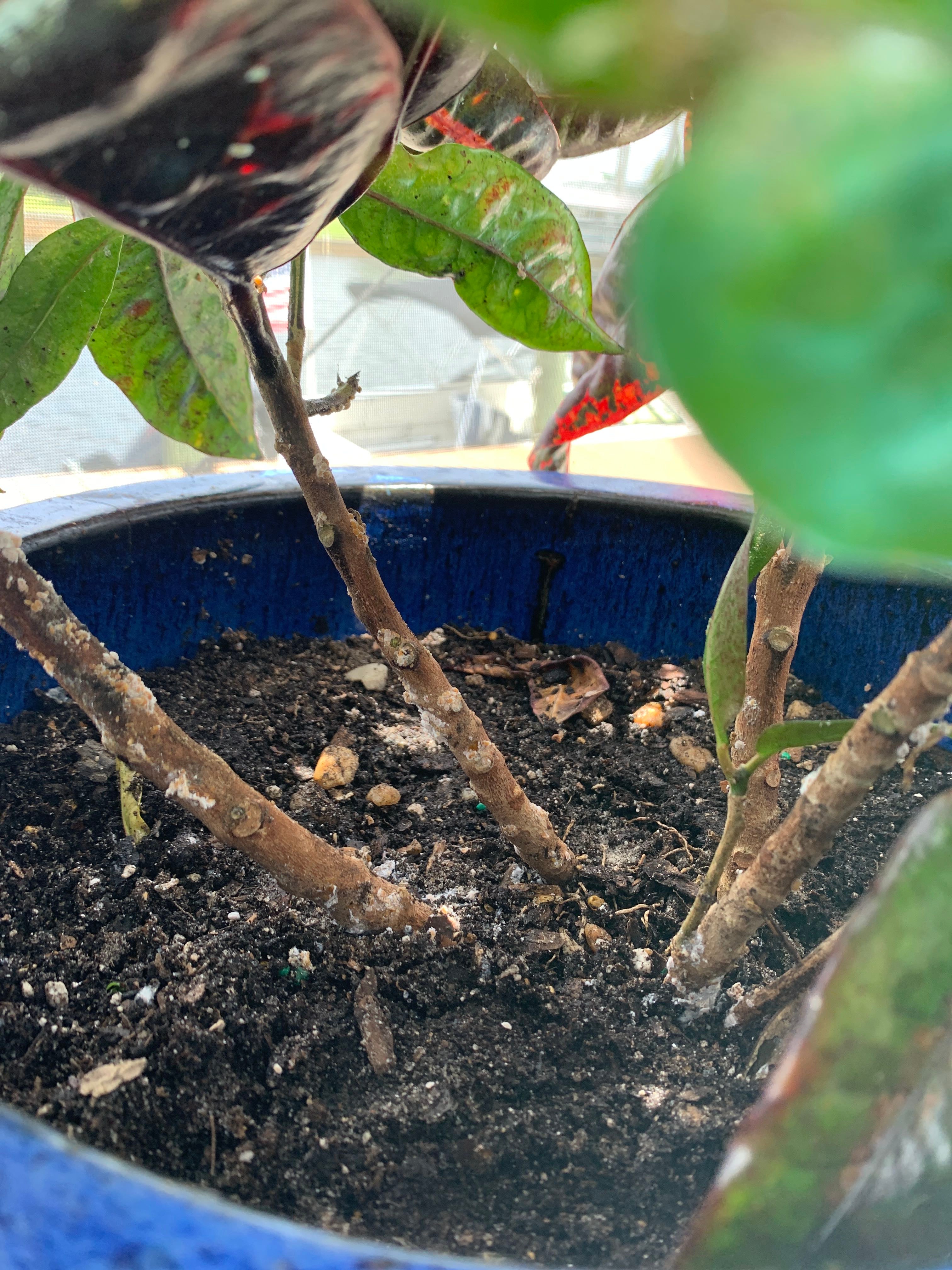 Keep Your Gold Dust Croton Alive: Light, Water & Care Instructions