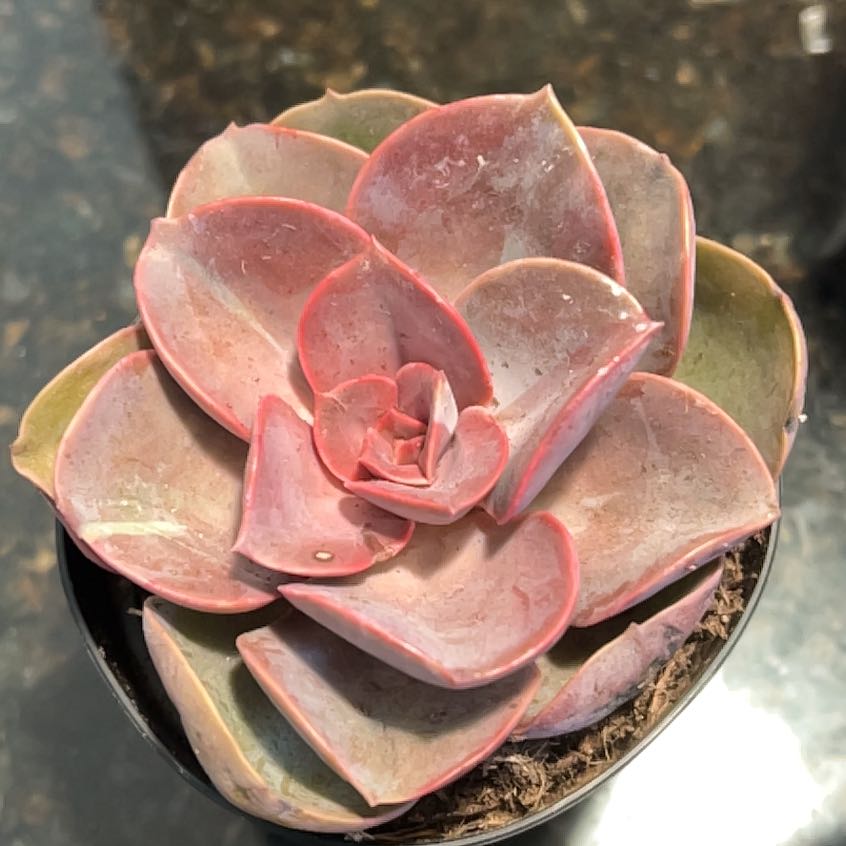 Captain Plant-it | A plant by @RegnantBlueech on Greg