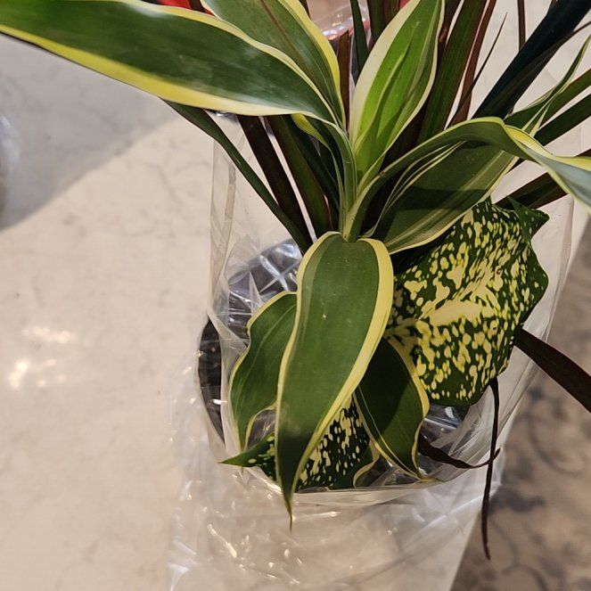 Spike Leaves | A plant by @TalentedDodder on Greg