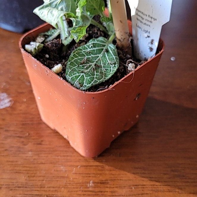 Leaf Erickson | A plant by @LucidCoccoon on Greg