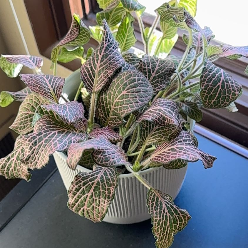 Achilles | A plant by @AvidPandaplant on Greg