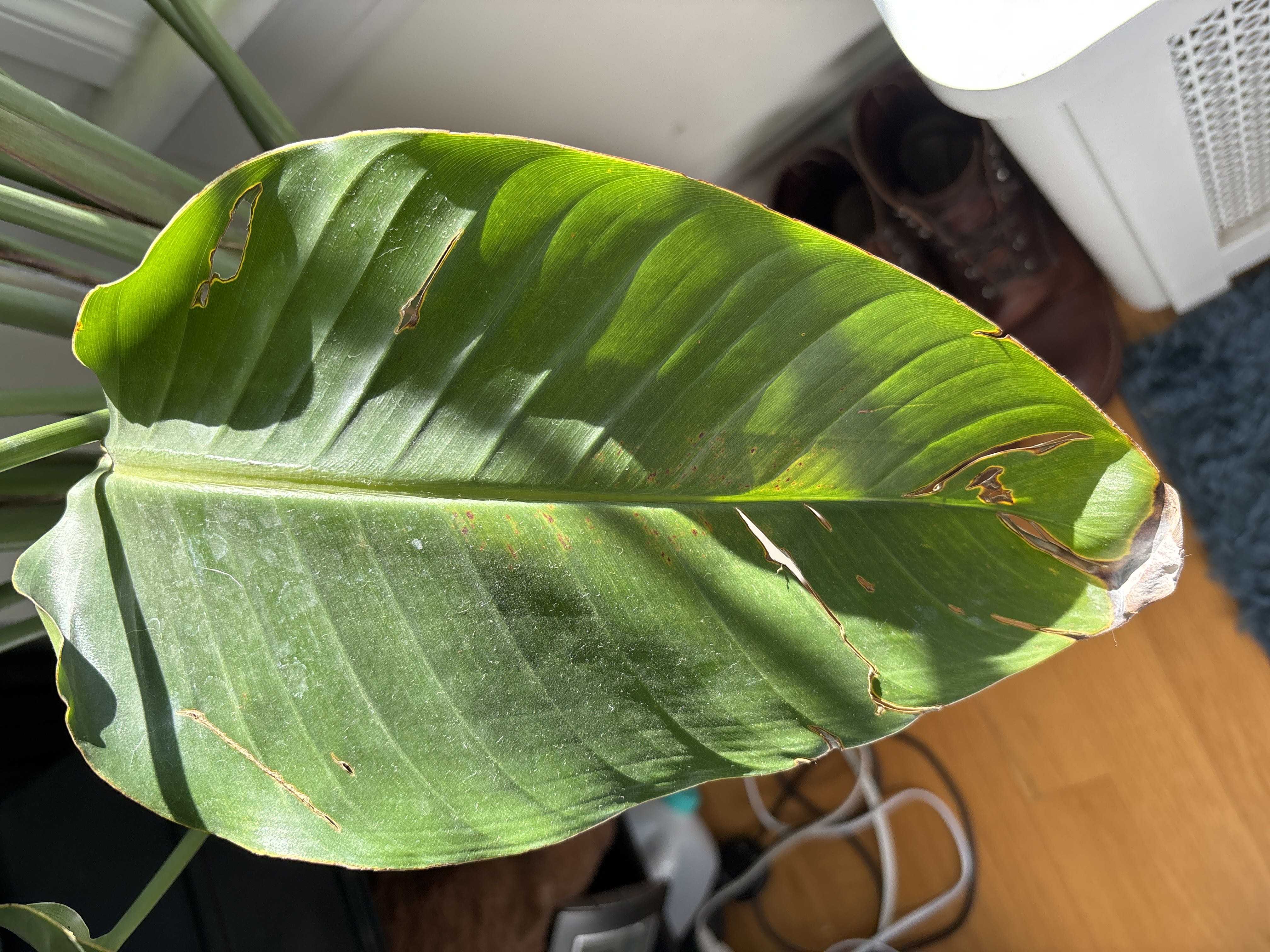 Diagnosing White Bird Of Paradise Root Rot