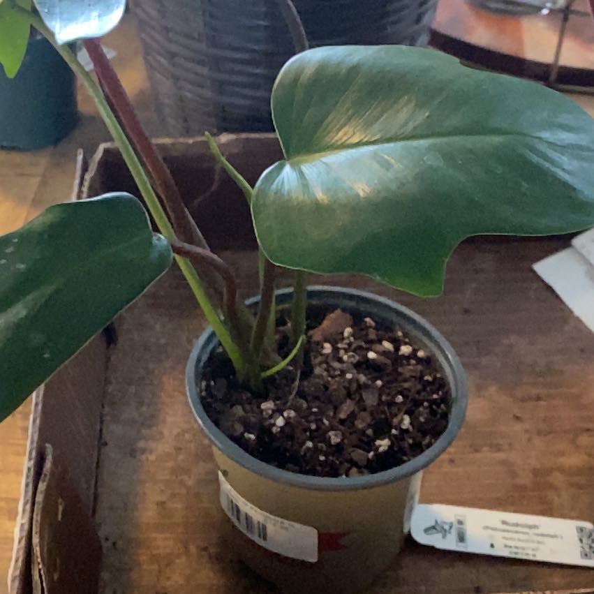 Keep Your Rudolph Philodendron Alive: Light, Water & Care Instructions