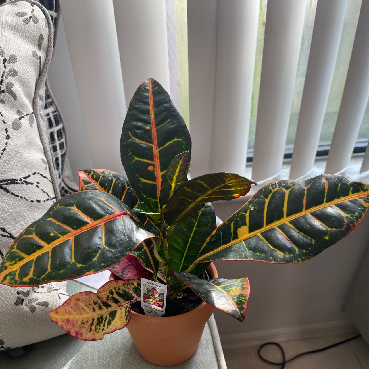 Codiaeum variegatum var. pictum Plant Care: Water, Light, Nutrients ...