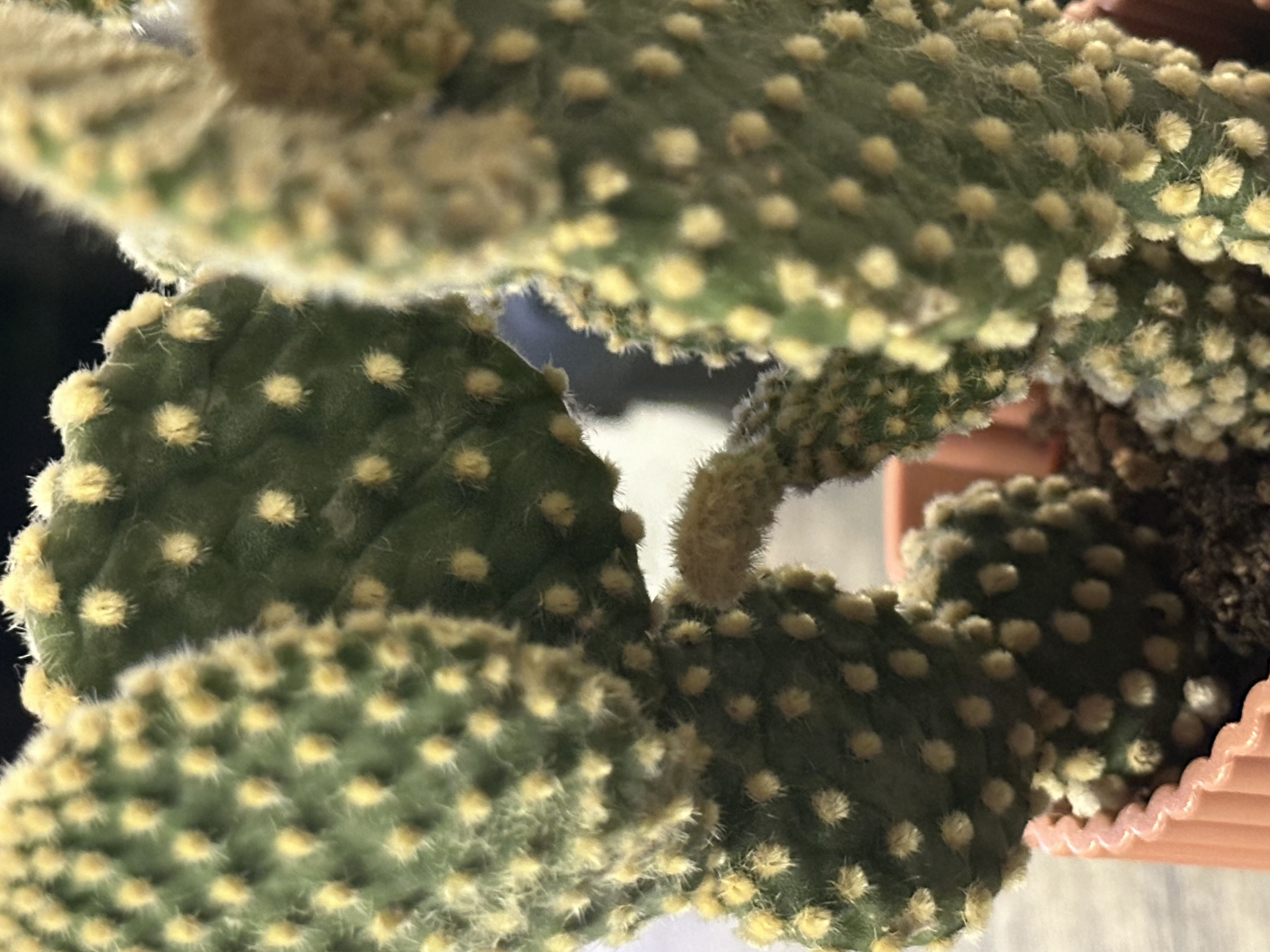 Opuntia 'Goblin': How Much Water & Light Does it Need to Thrive?