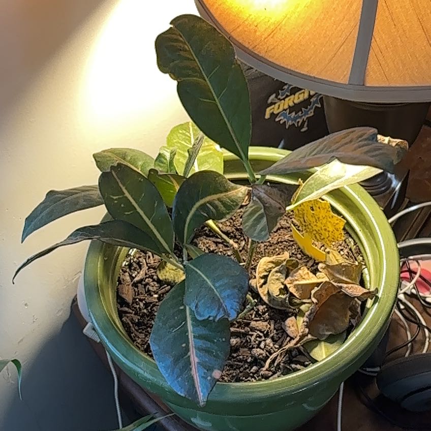 Huckleberry Fern | A plant by @PoliteRustyfig on Greg