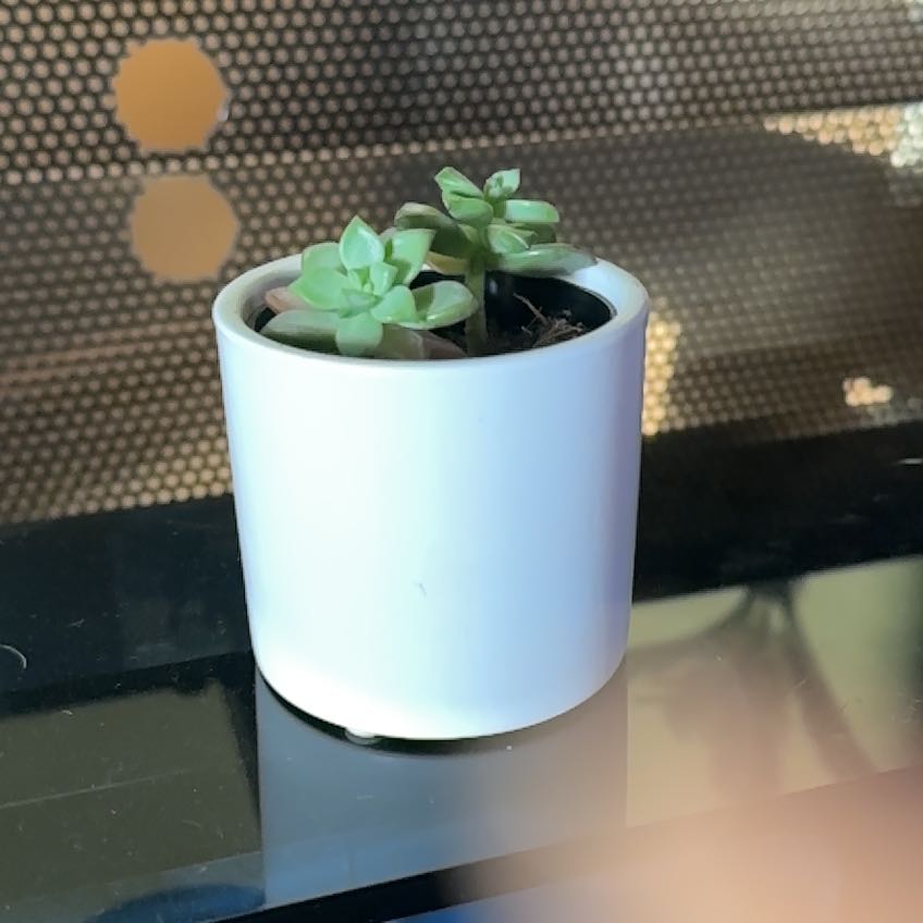 Plato | A plant by @ShinyPoindexter on Greg