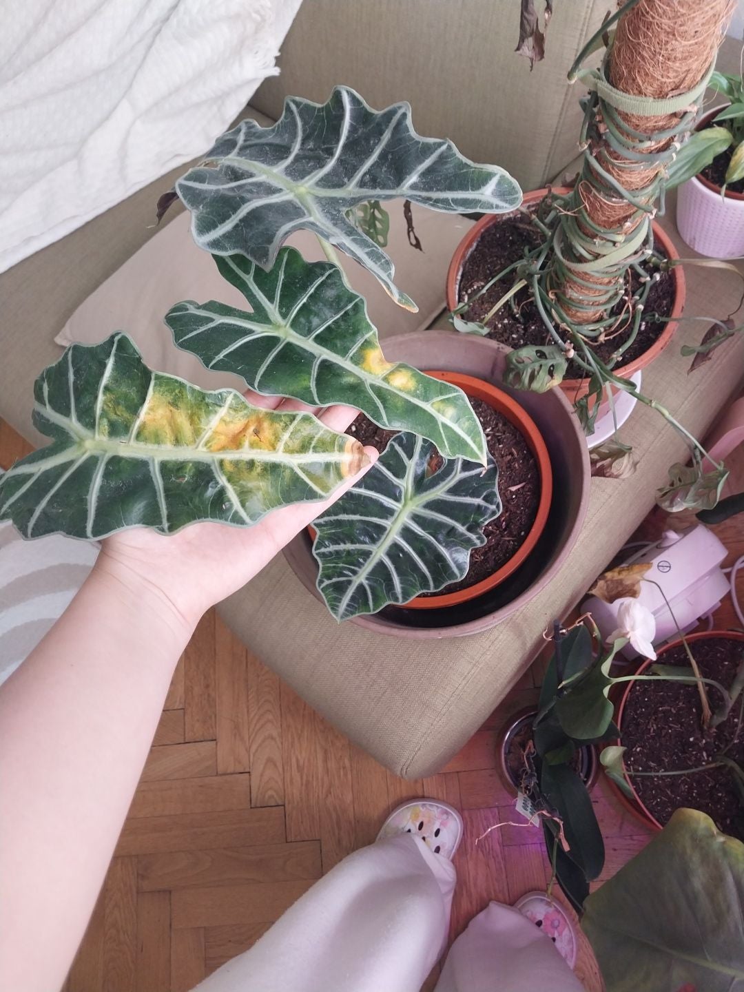 The Complete Alocasia Polly Plant Plant Care Guide: Water, Light & Beyond