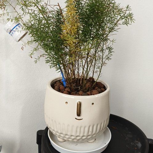 Messi | A plant by @VocalGrevillea on Greg