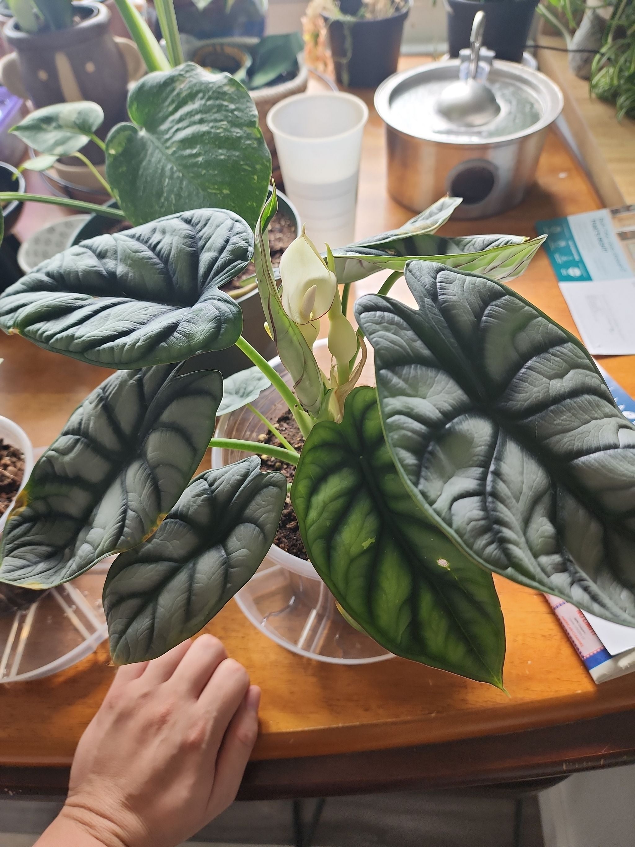The Complete Alocasia Kapit Black Panther Plant Care Guide: Water ...