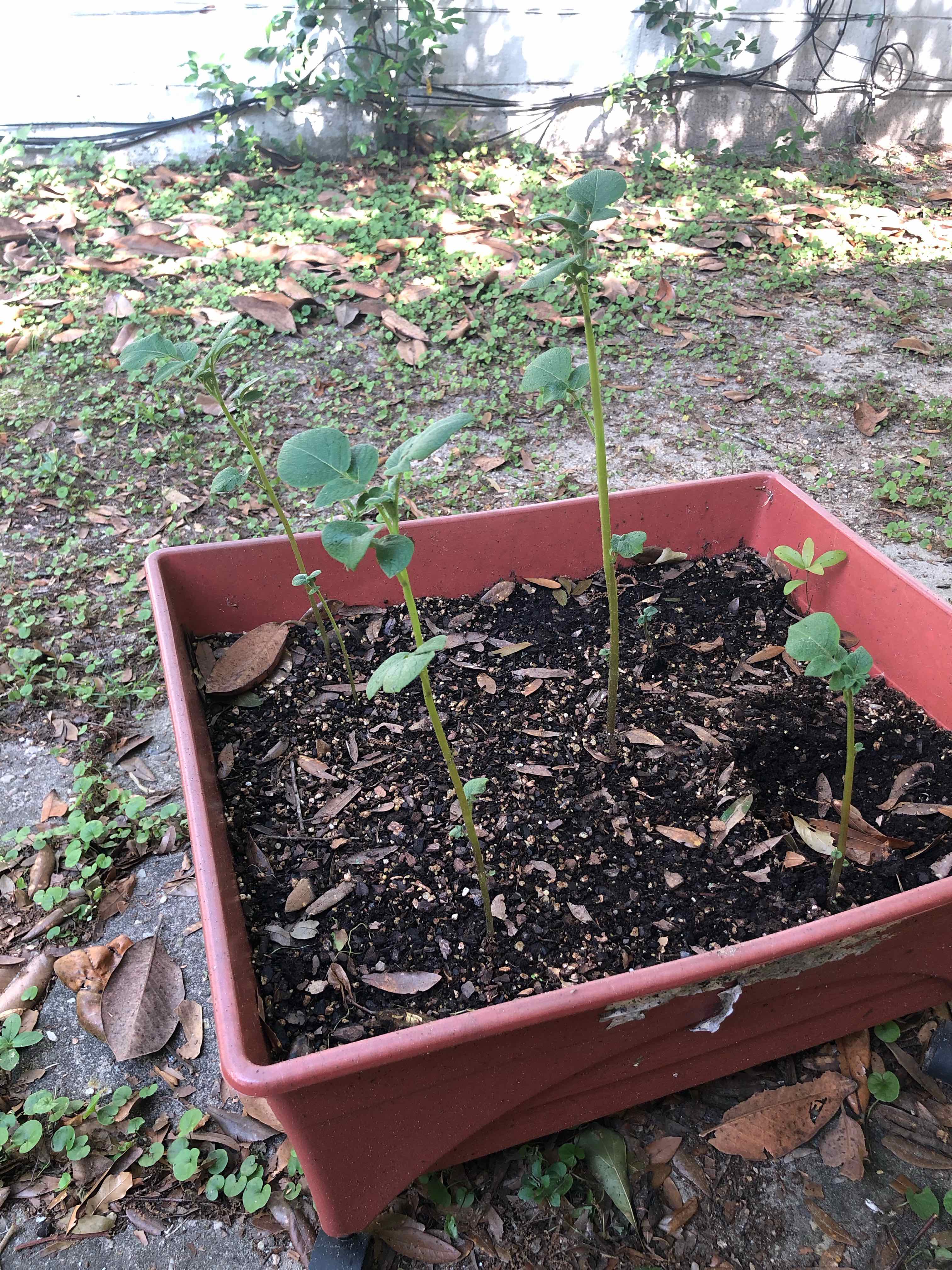 🥔 Propagating Your Potato: Step-by-Step Guide