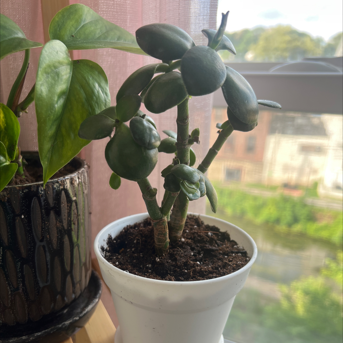 Xena | A plant by @Jillyfar on Greg