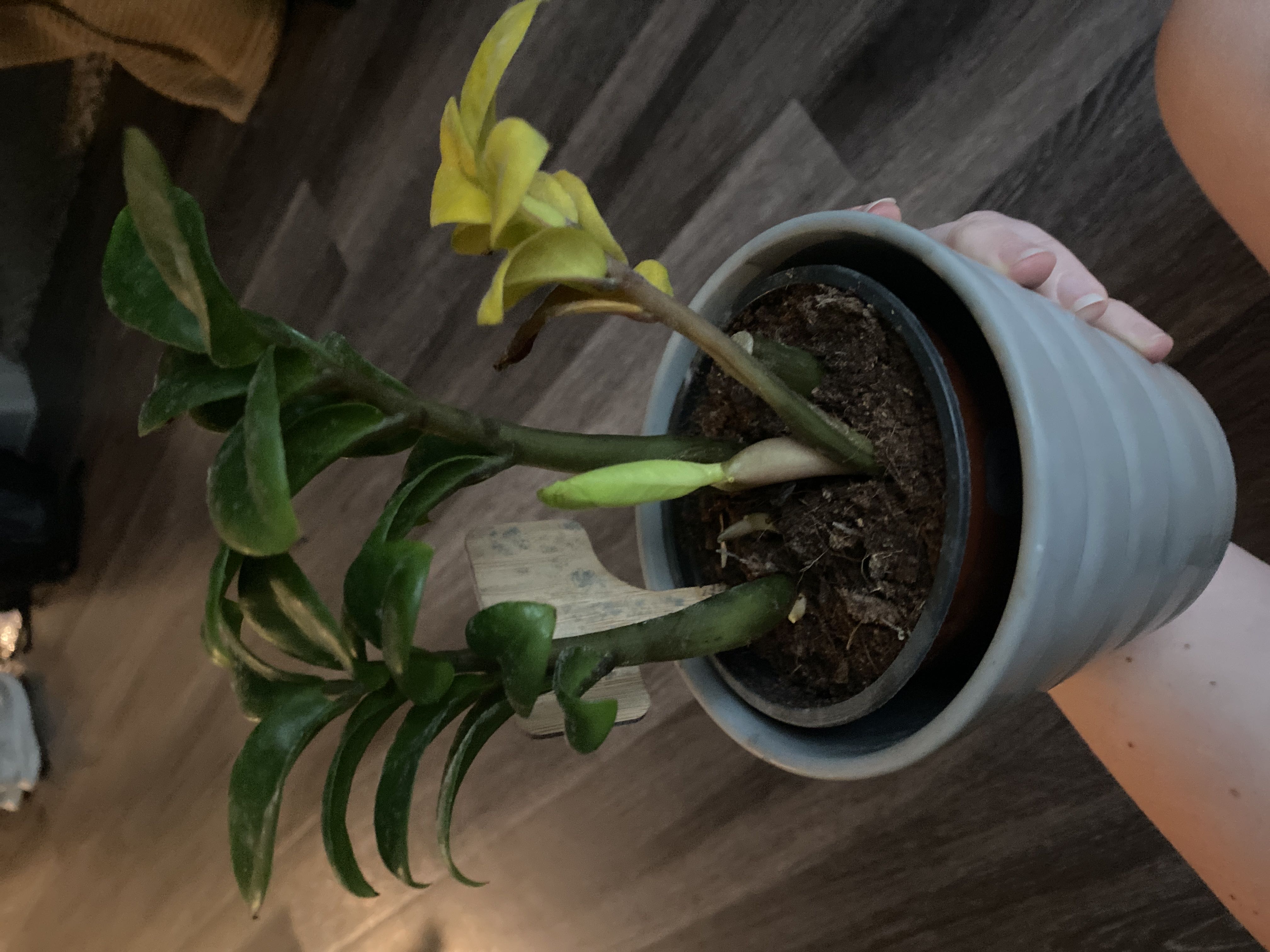 What’s wrong with my plant?