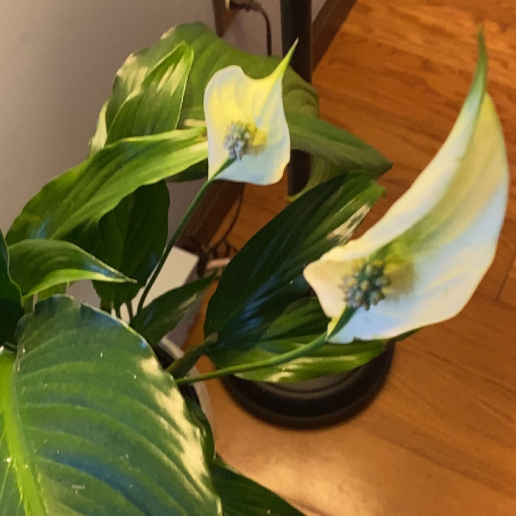 Captain Plant-it | A plant by @SuperbRosilla on Greg