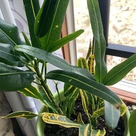 Zeus | A plant by @YernCowparsley on Greg