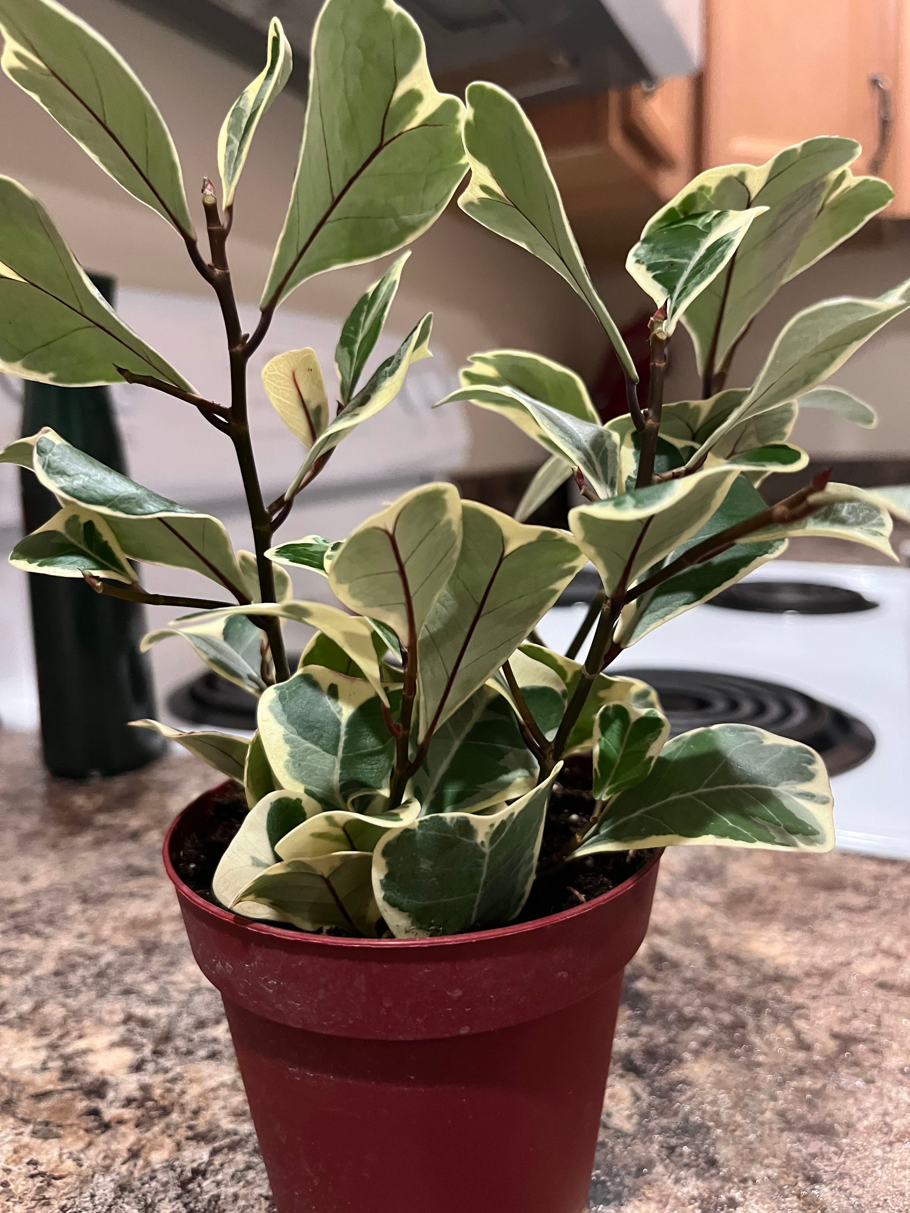 Keep Your Ficus triangularis 'Variegata' Alive: Light, Water & Care ...