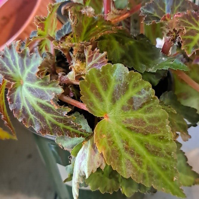 How to Care for Begonia 'First Kiss': Mastering Water, Sunlight & More
