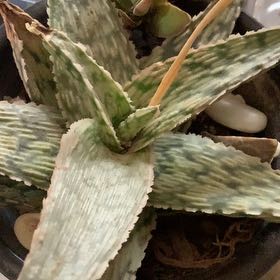 How to Care for Aloe 'Delta Rose': Mastering Water, Sunlight & More