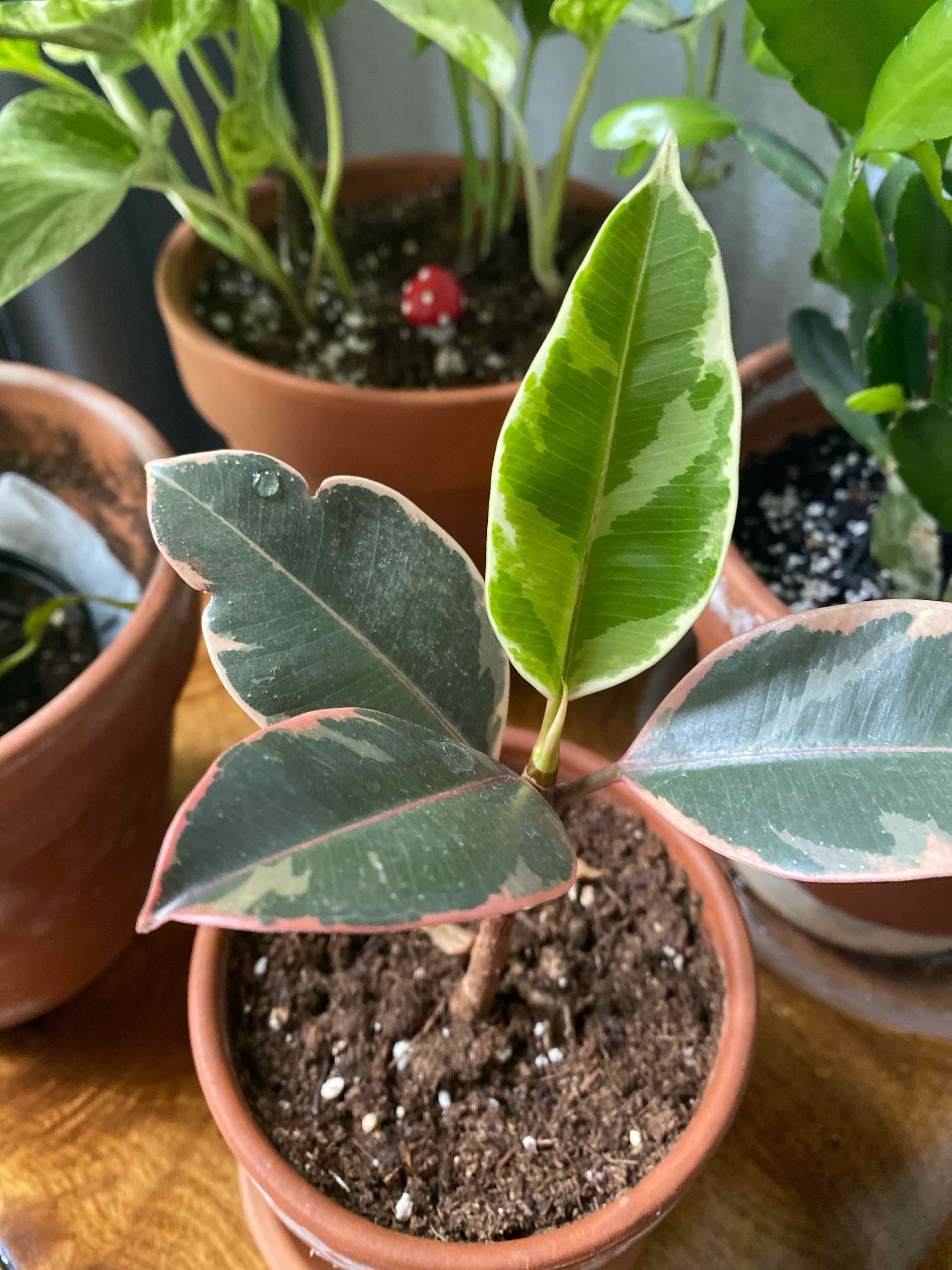 🍂 Why Are My Ficus 'ruby' Leaves Dropping?