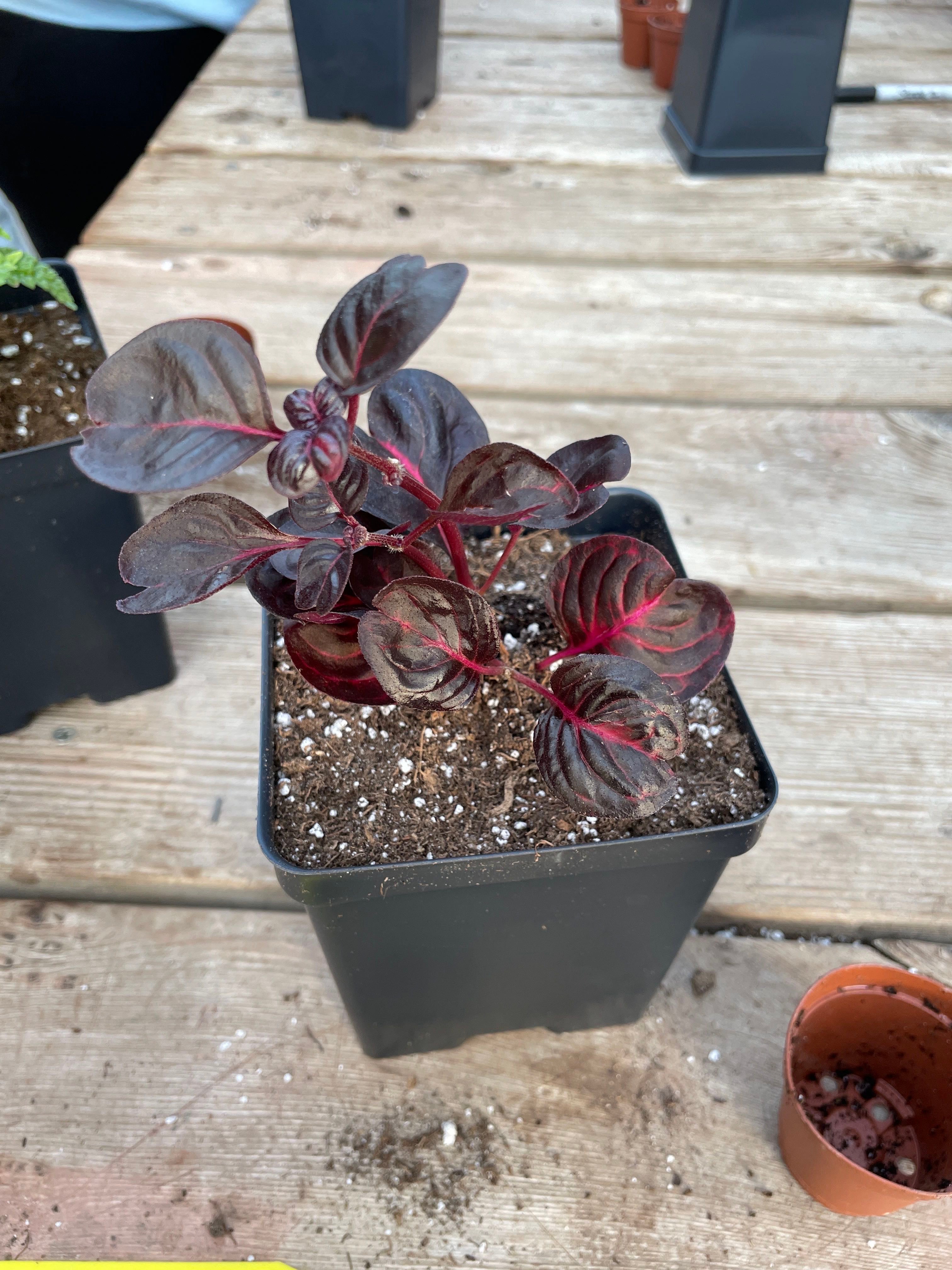 The Complete Bloodleaf Plant Care Guide: Water, Light & Beyond