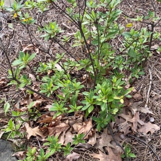 Huckleberry Fern | A plant by @ProfuseCassava on Greg