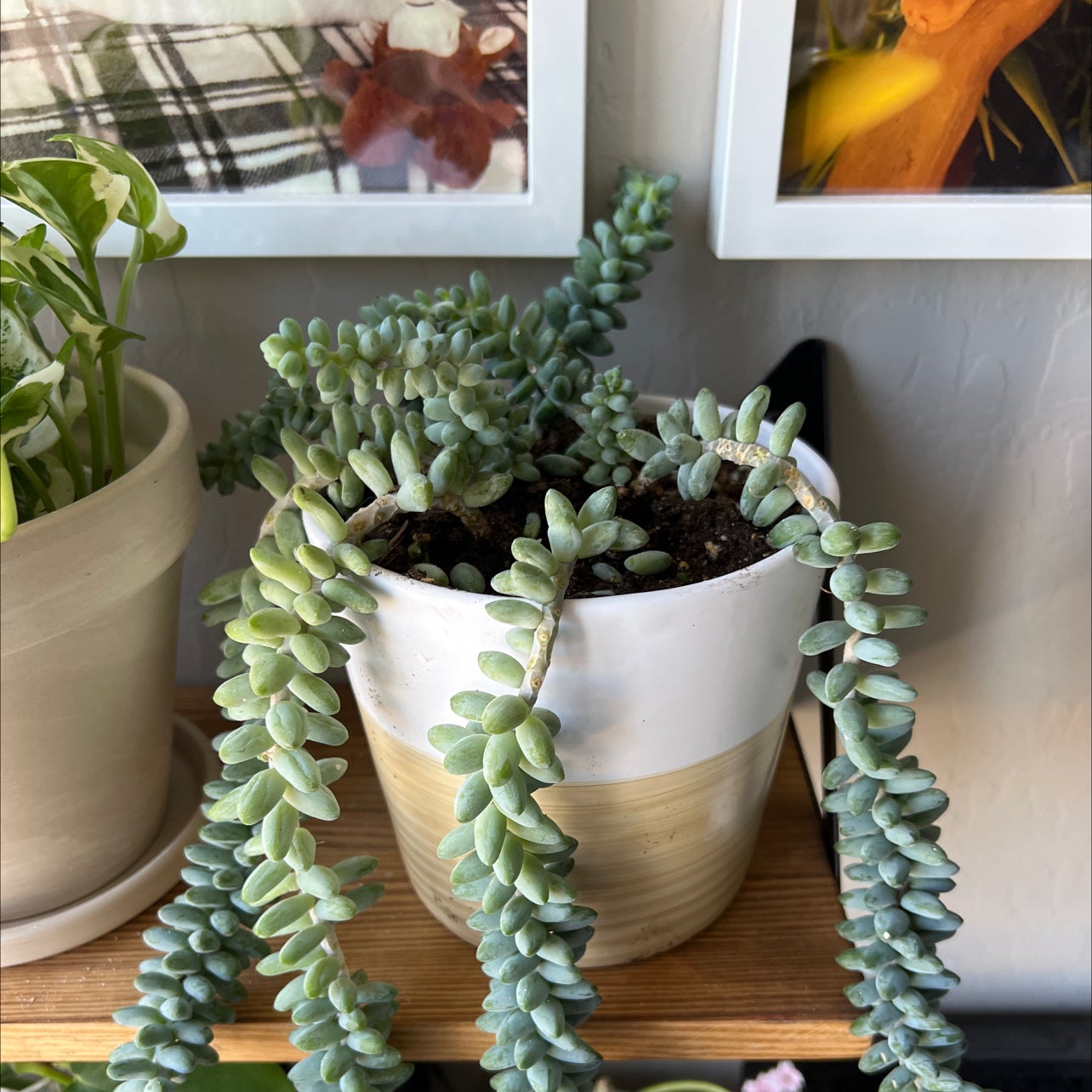 How Do I Fix Burro's Tail Root Rot?