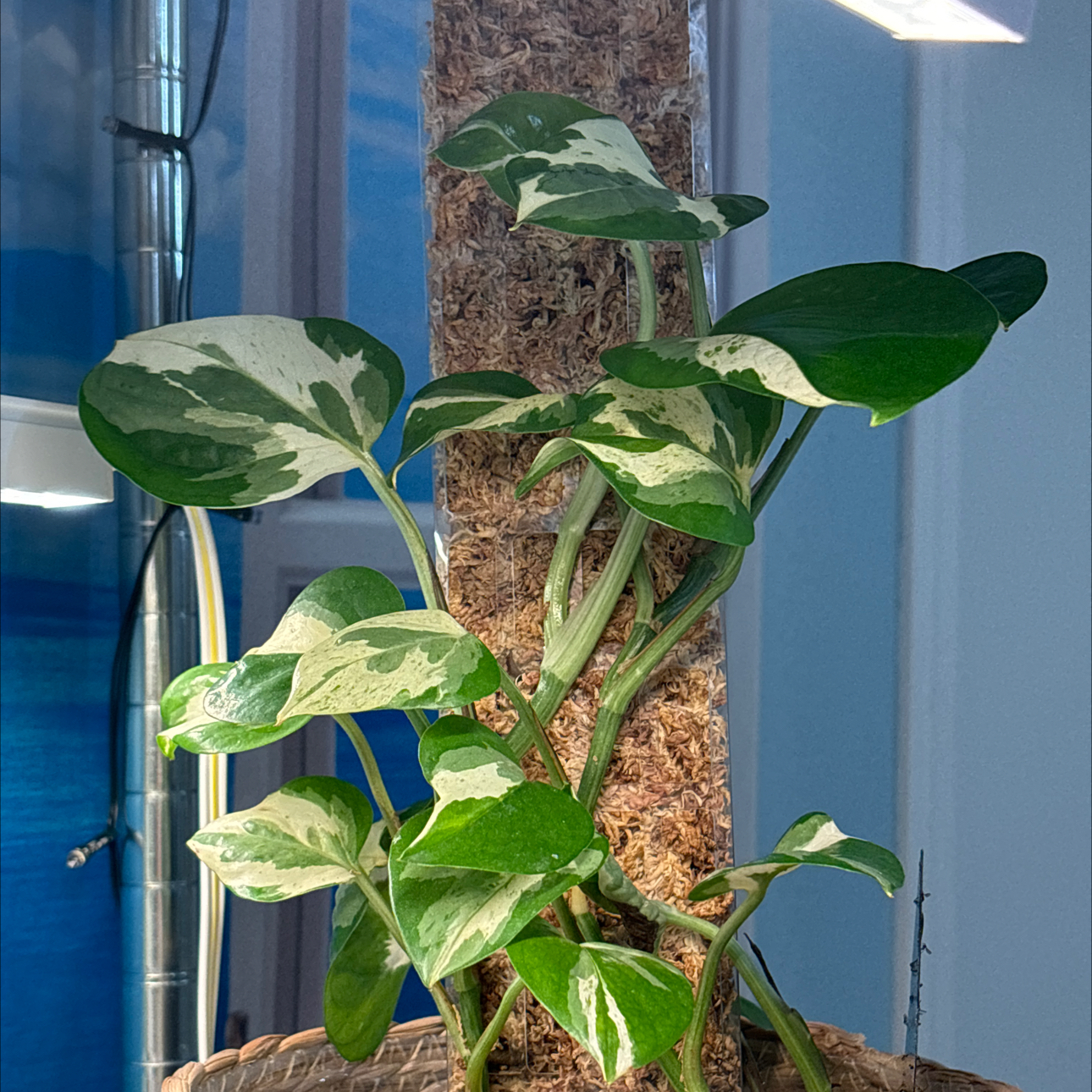 Homer | A plant by @Newplantgal2023 on Greg