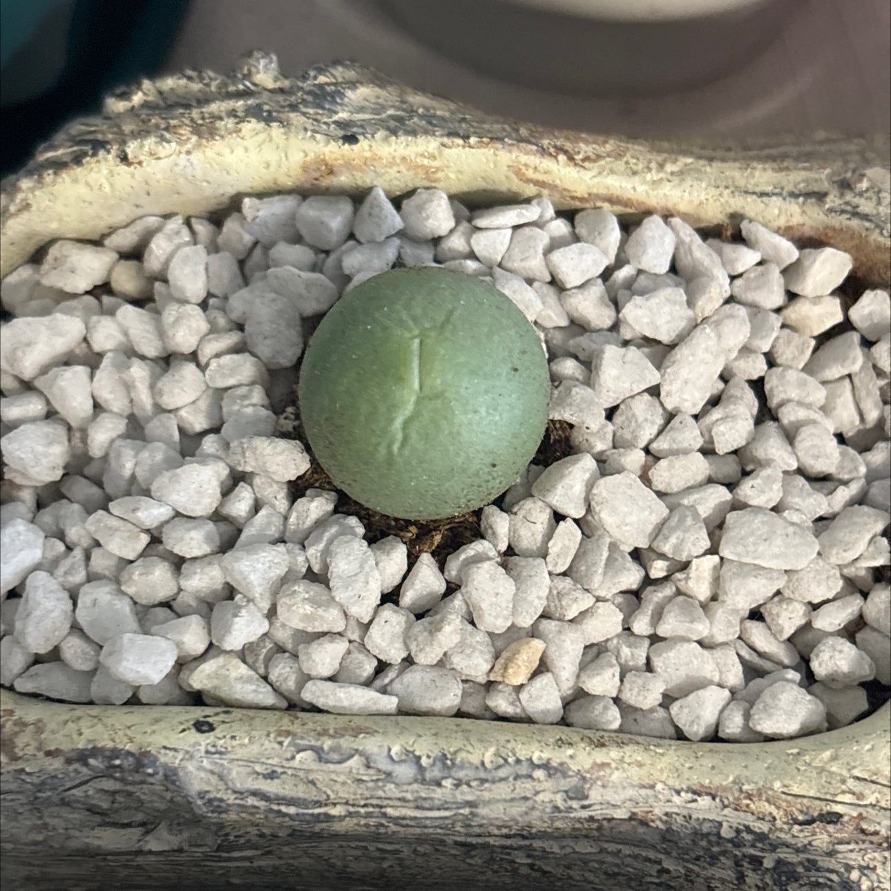 Conophytum calculus Plant Care: Water, Light, Nutrients | Greg App 🌱