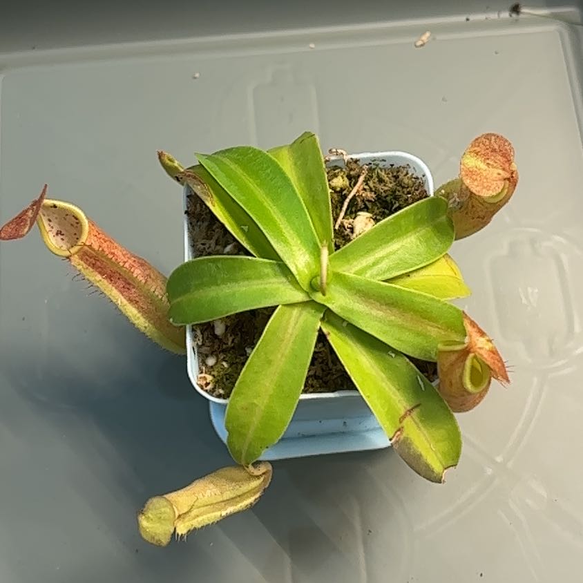 The Complete Pitcher Plant Plant Care Guide: Water, Light & Beyond