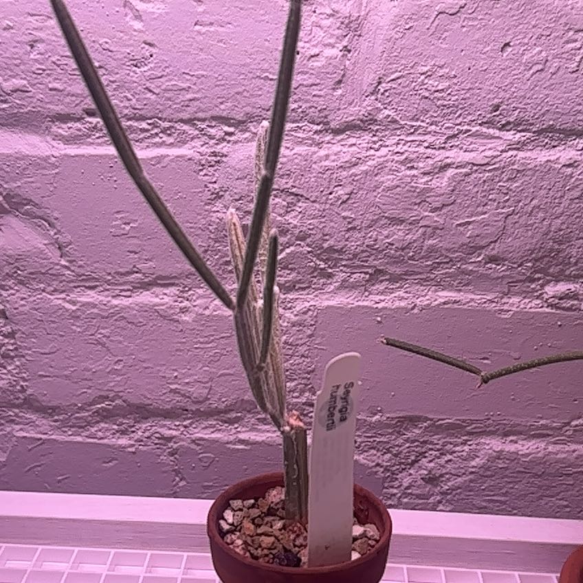 Stick Plant Care 101: Water, Light & Growing Tips