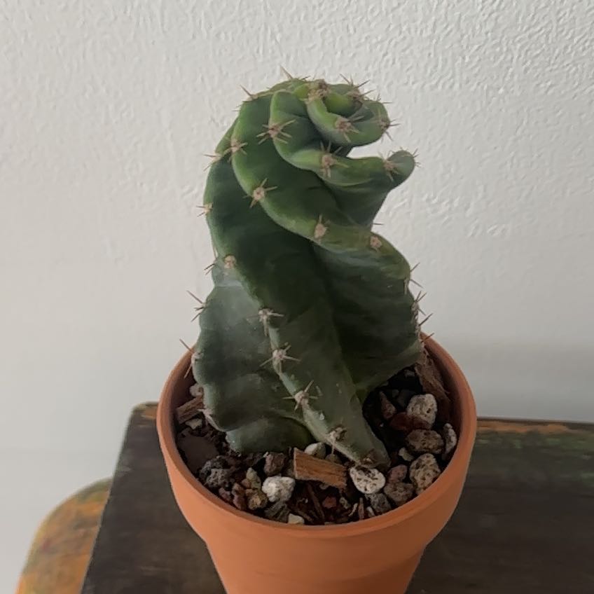 🌵 Why Are My Spiral Cactus Leaves Falling Over?