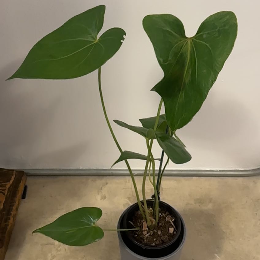 Fusto's Giant Plant Care: Water, Light, Nutrients | Greg App 🌱