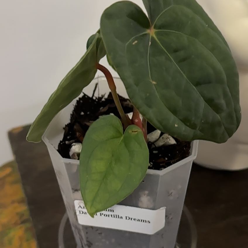 David Portilla Dreams Plant Care: Water, Light, Nutrients | Greg App 🌱