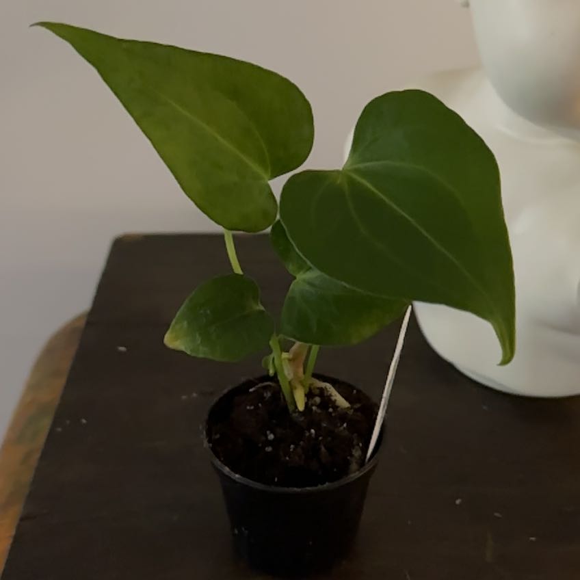 Delta Force Anthurium Plant Care: Water, Light, Nutrients | Greg App 🌱