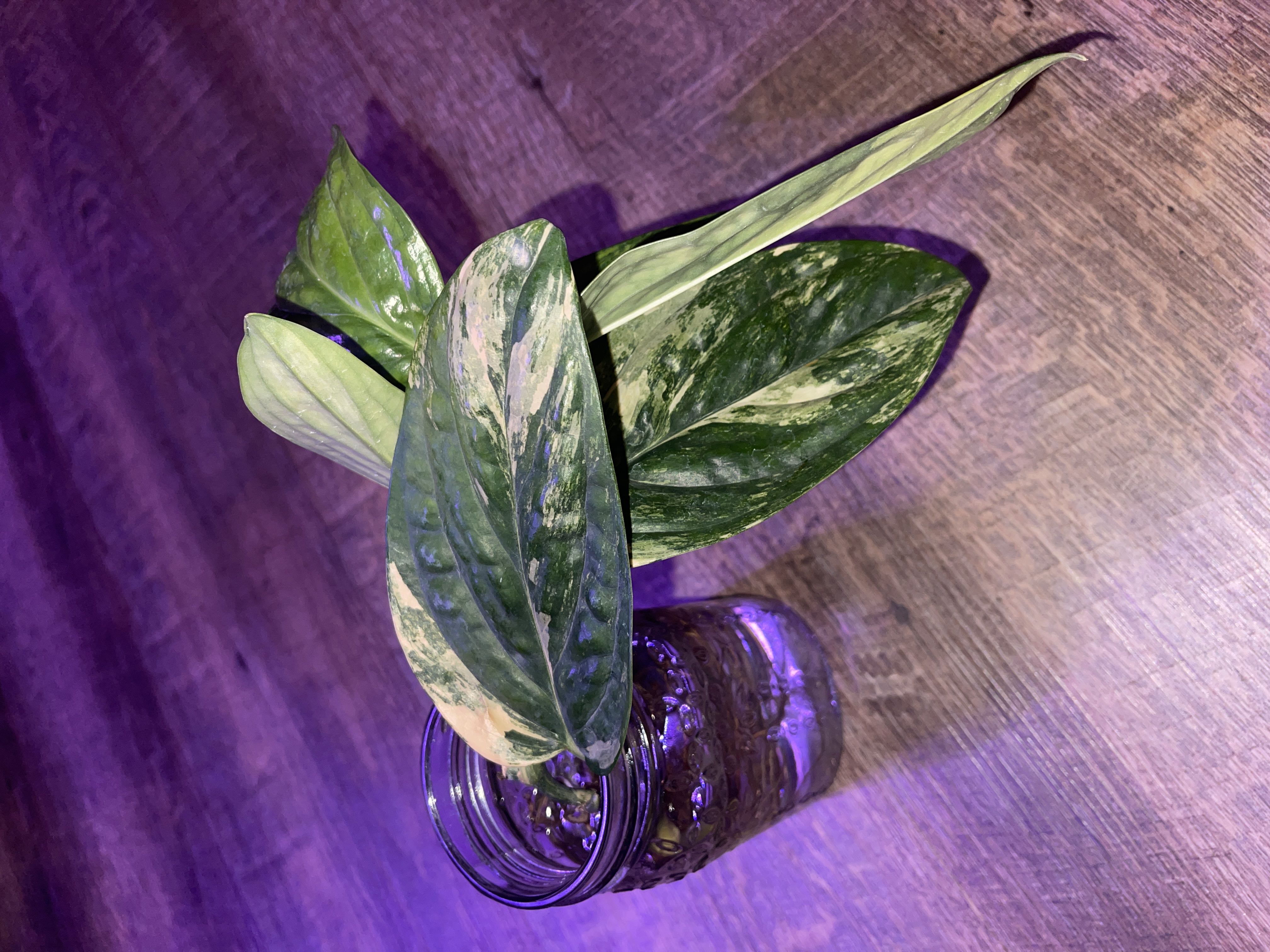 Variegated Monstera Peru Plant Care: Water, Light, Nutrients | Greg App 🌱