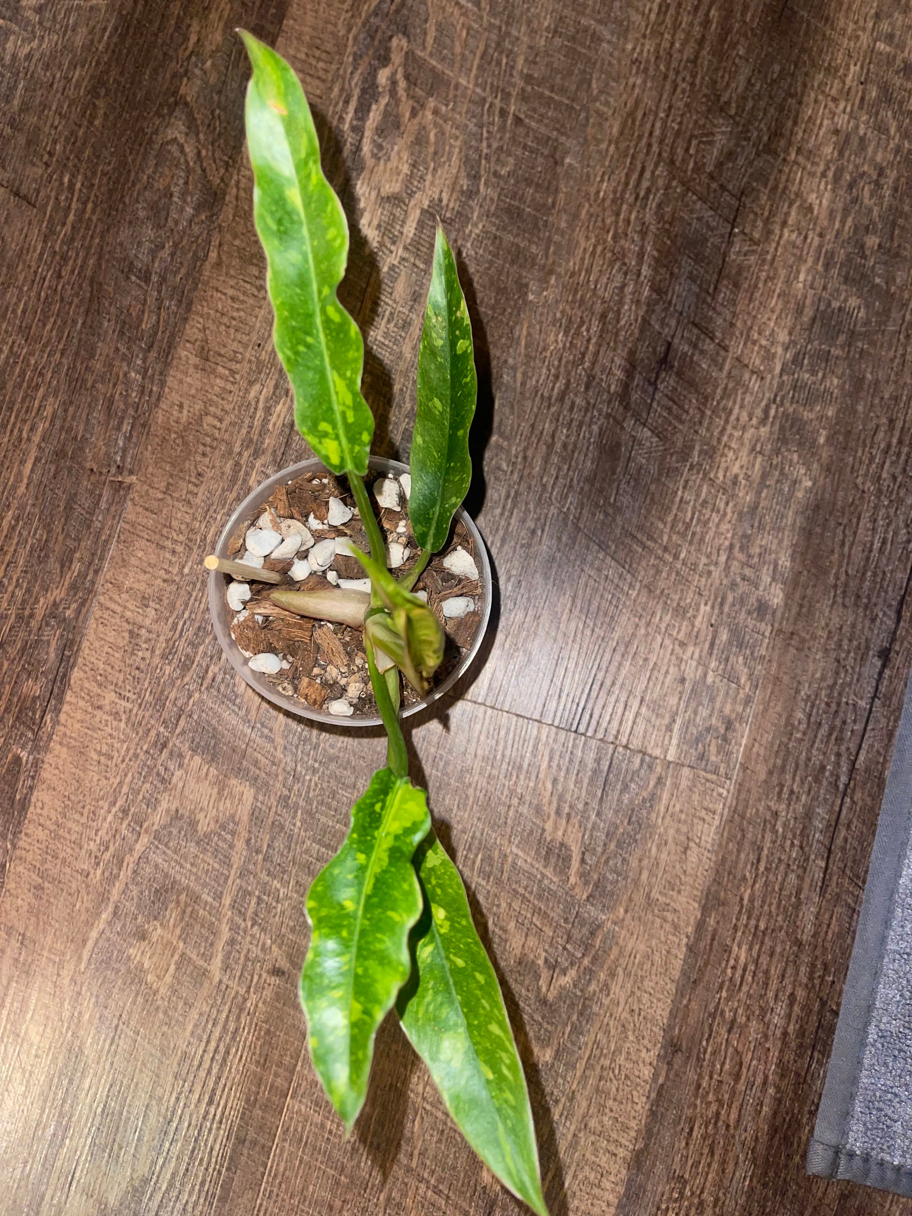 Lemon Meringue Pothos Care 101: Water, Light & Growing Tips