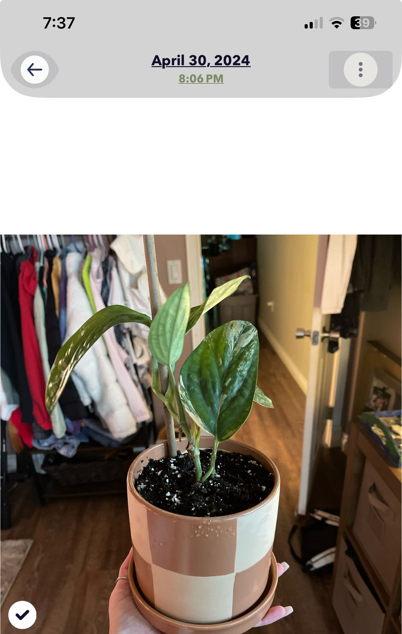 Variegated Monstera Peru Plant Care: Water, Light, Nutrients | Greg App 🌱