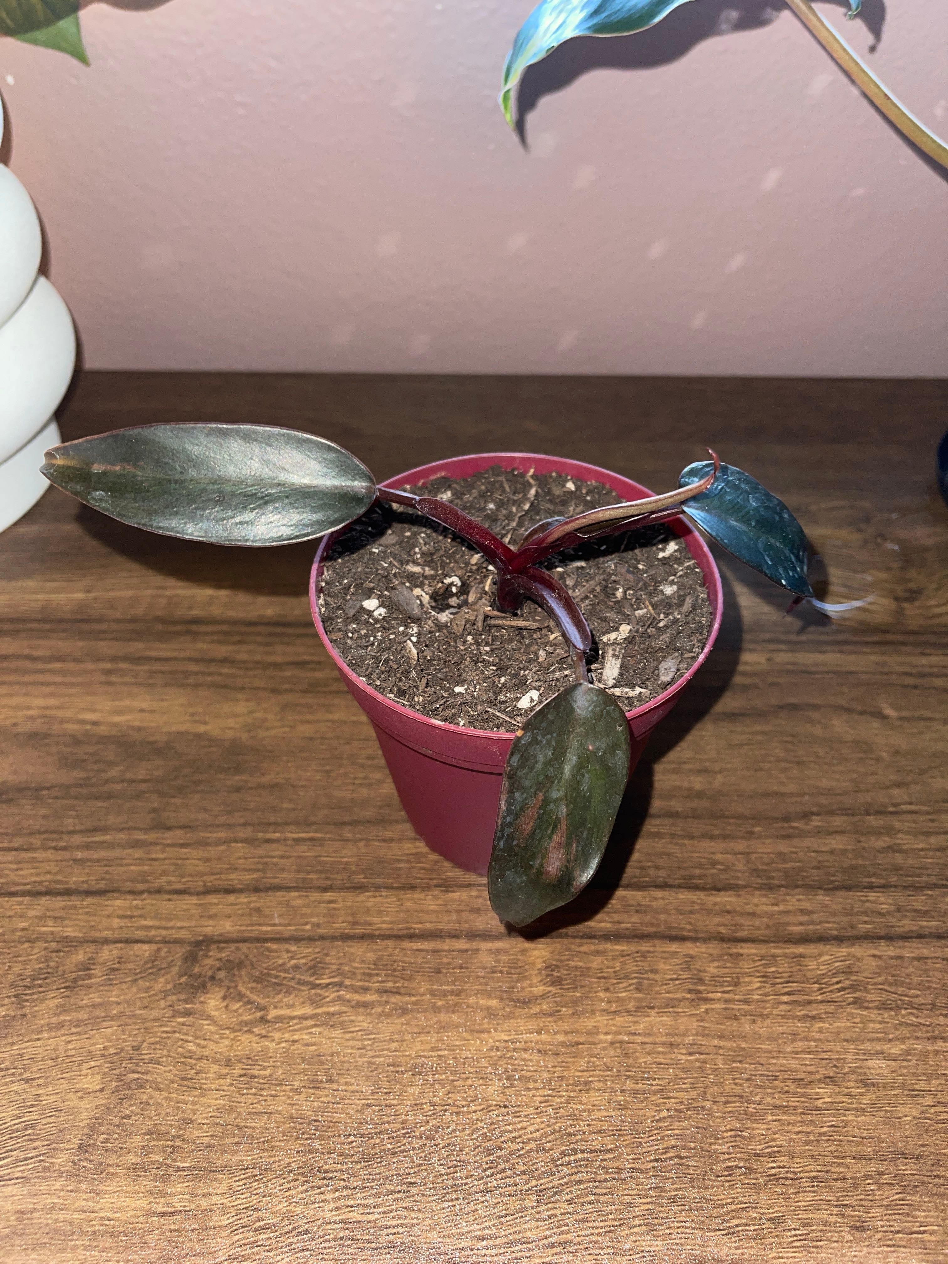 The Complete Rudolph Philodendron Plant Care Guide: Water, Light & Beyond