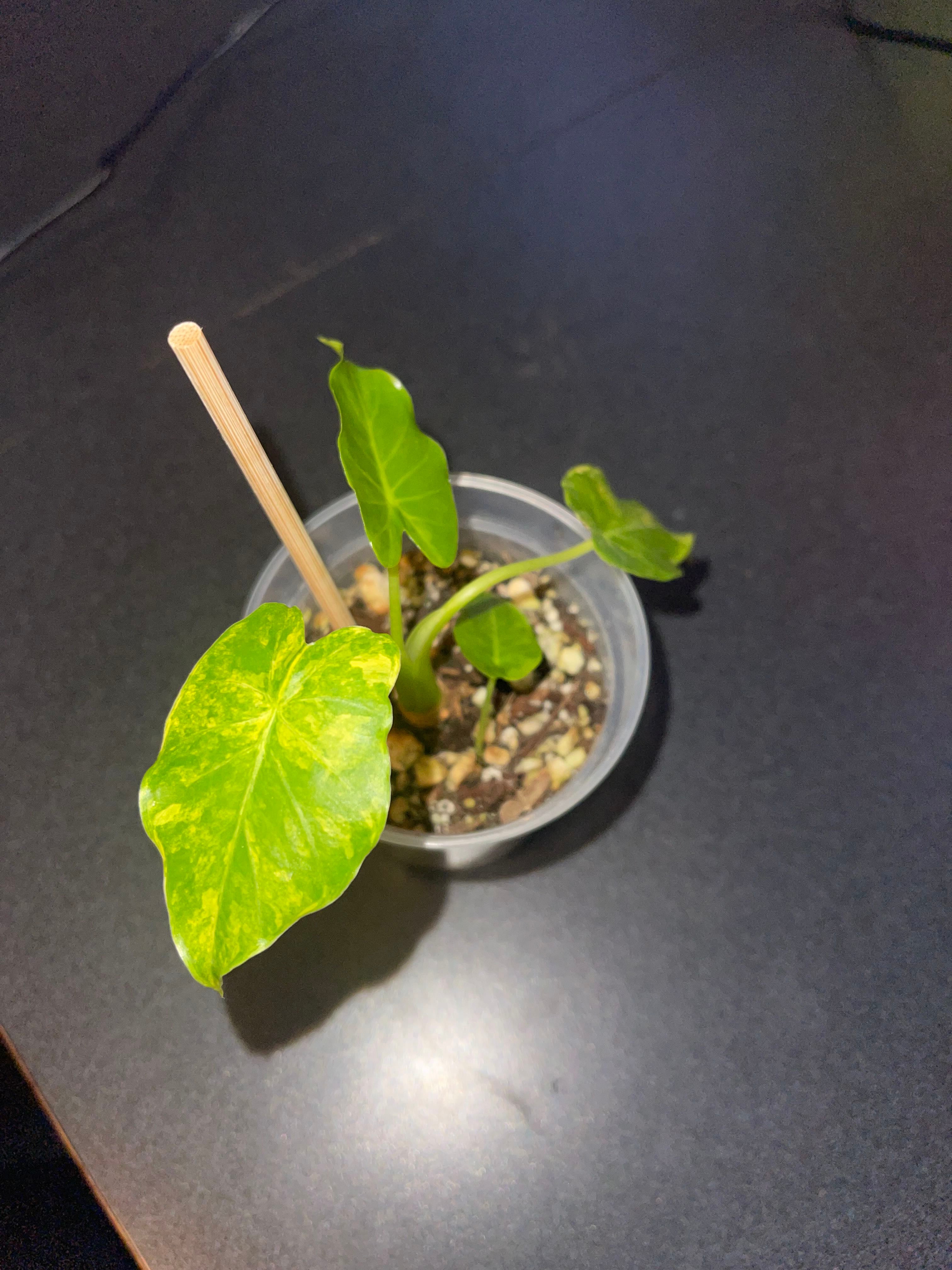 🐘 4 Common Hardy Elephant Ear Flowering Issues