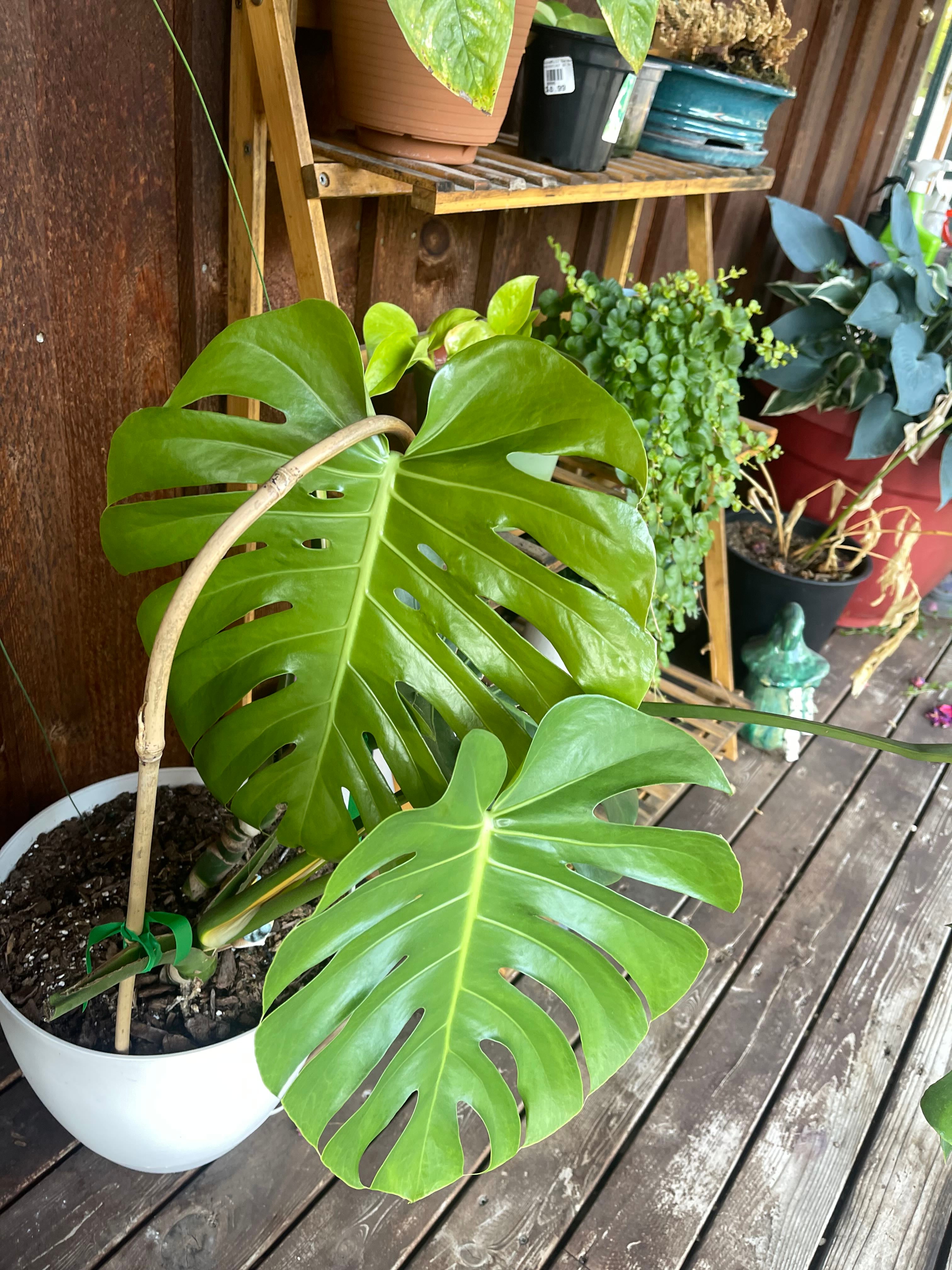 Black Spots on My Monstera pinnatipartita 'Siam' Leaves