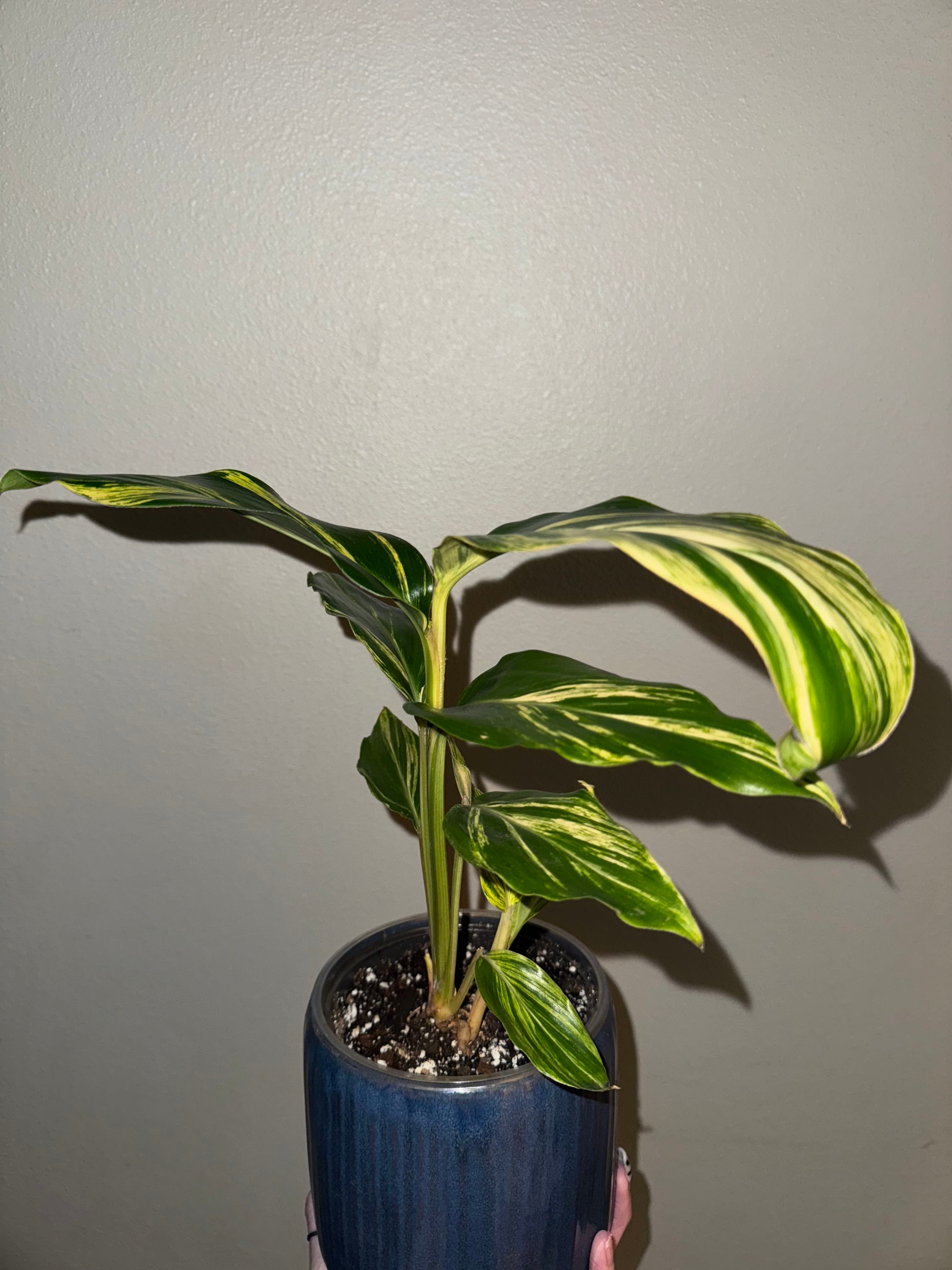 How Should Variegated Shell Ginger Be Cut Back?