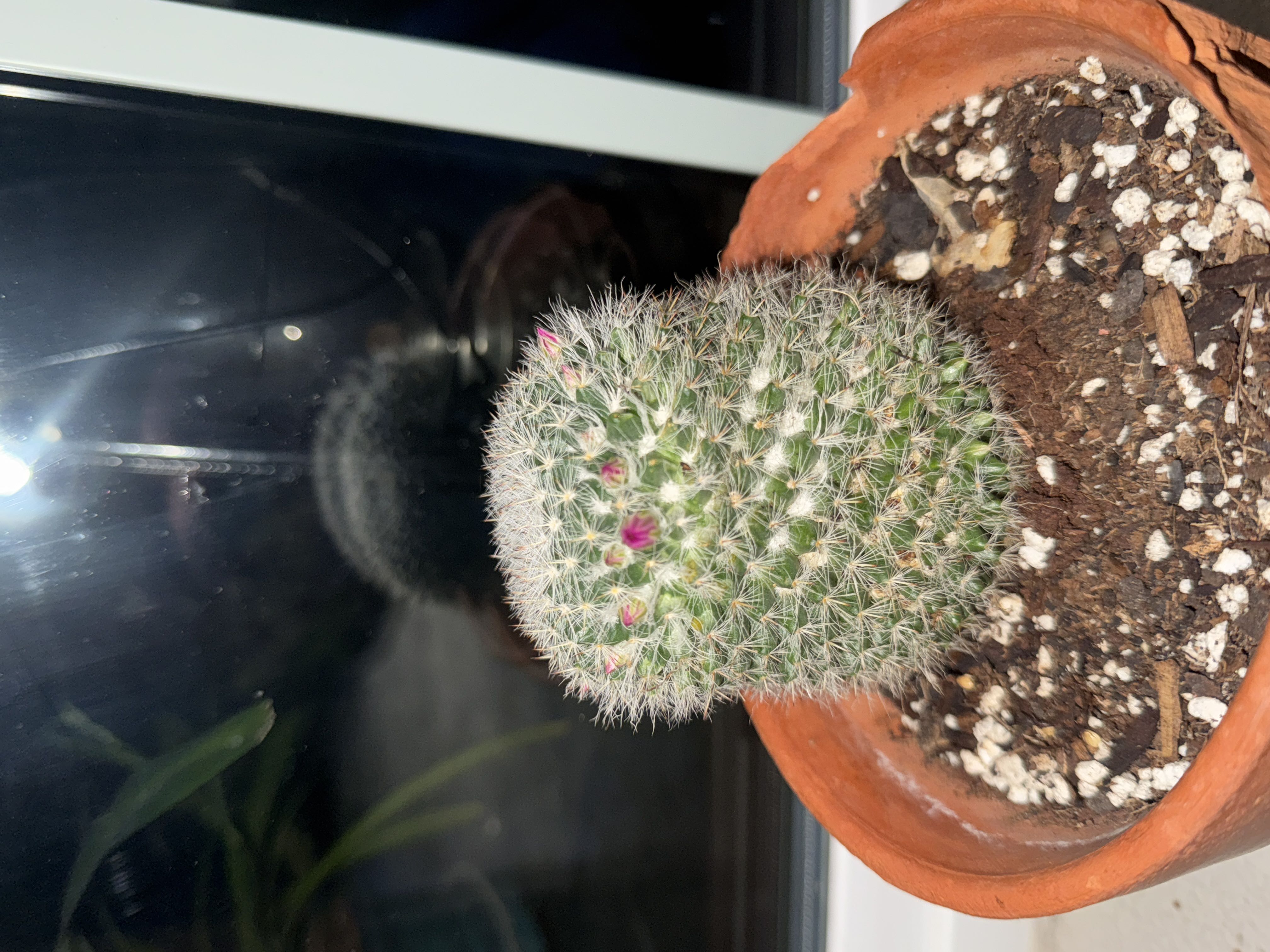 Pincushion Cactus Plant Care: Water, Light, Nutrients | Greg App 🌱