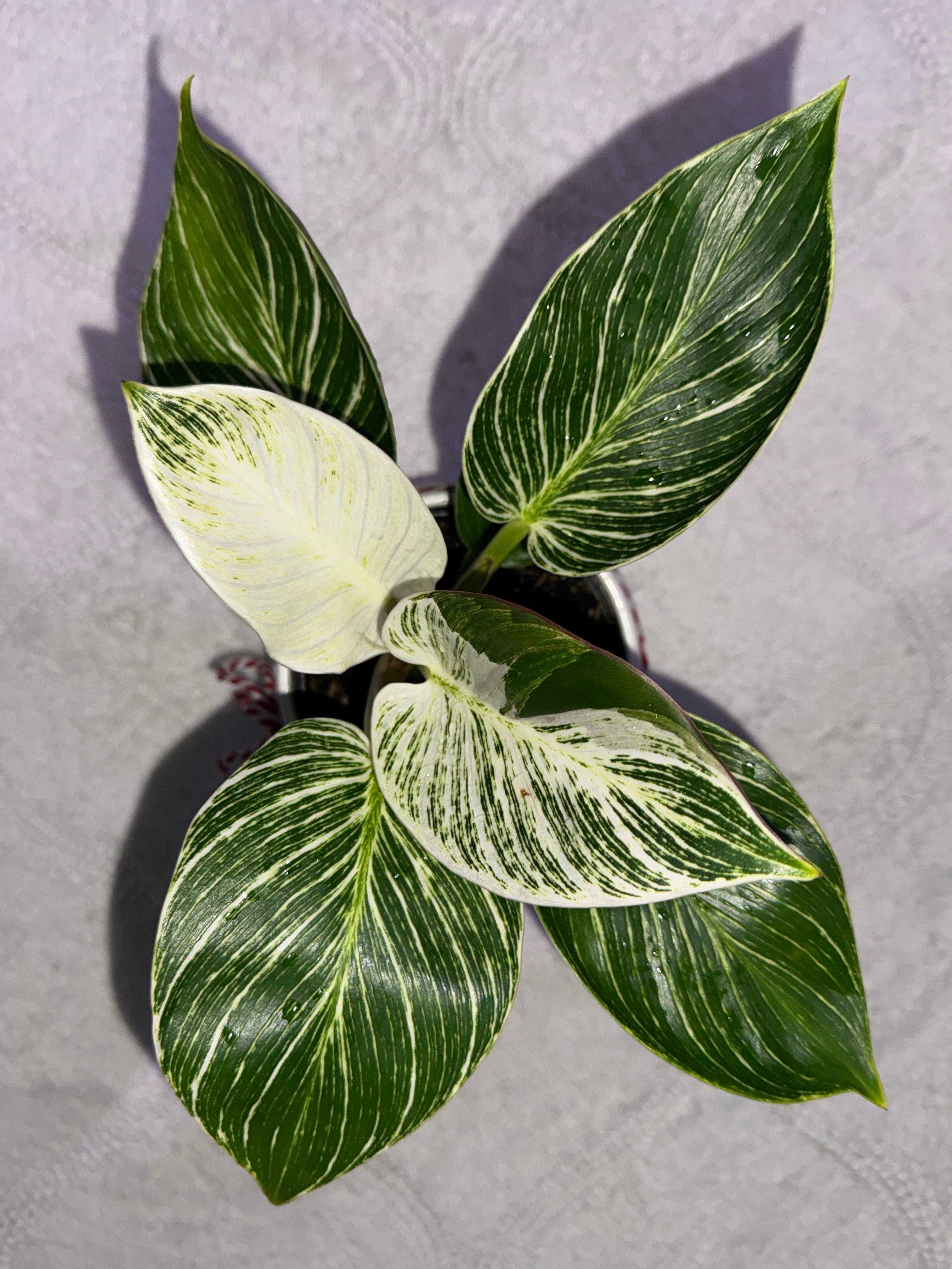 The Complete Linnaei Kunth Plant Care Guide: Water, Light & Beyond