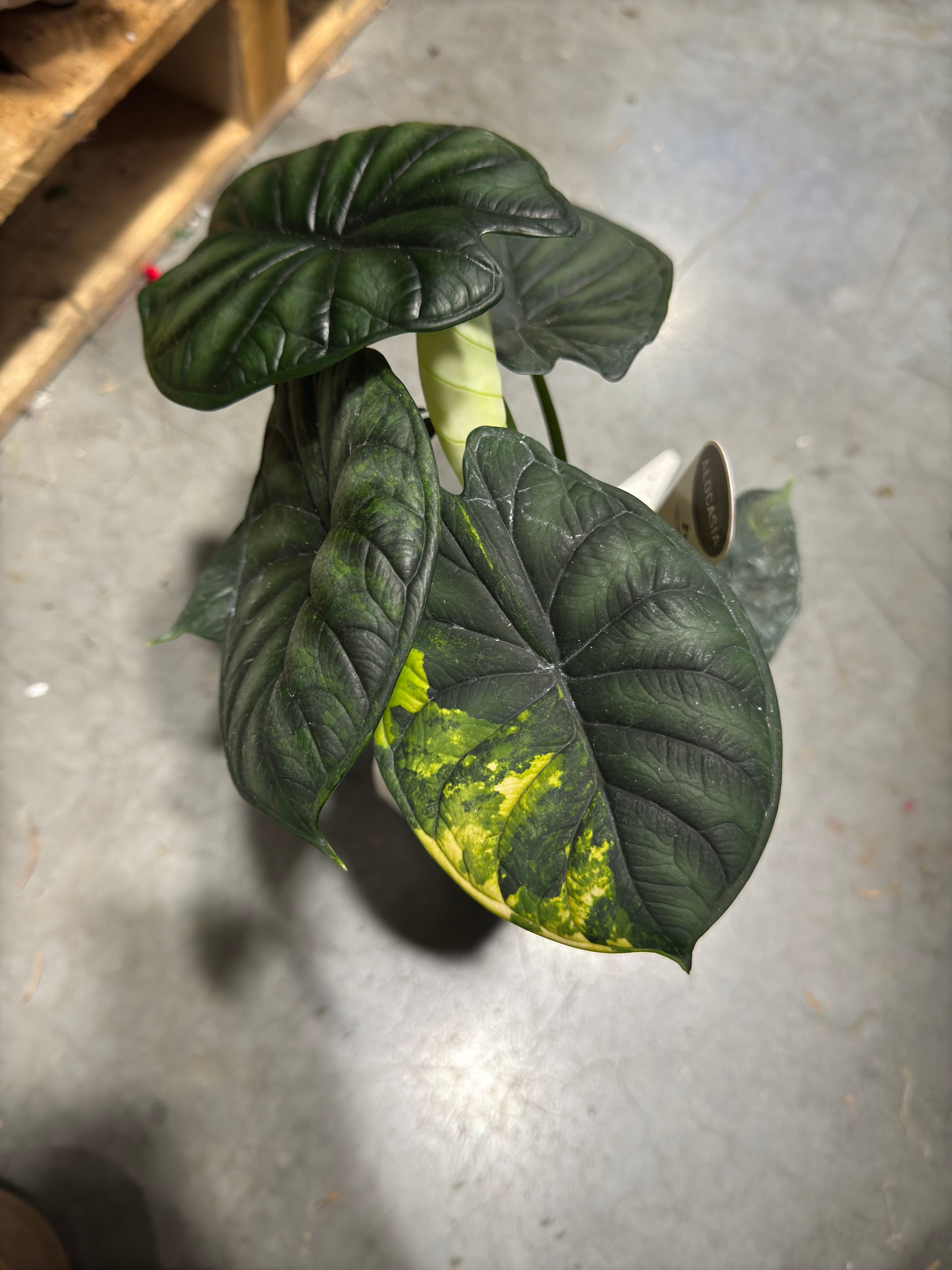 The Complete Variegated Alocasia Dragon Scale Plant Care Guide: Water ...