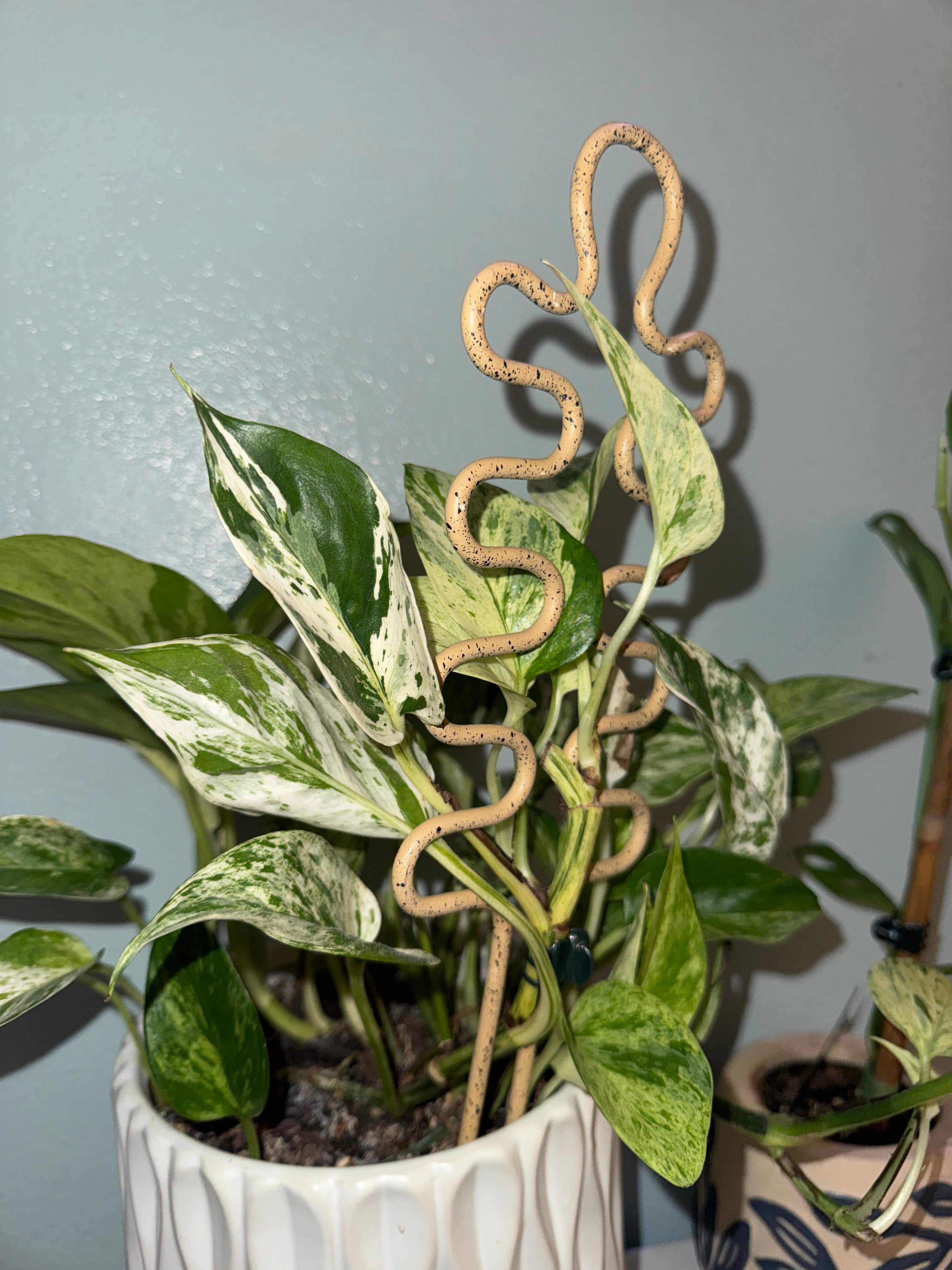 Pothos Fanfare? Is any one familiar with the pothos fan...