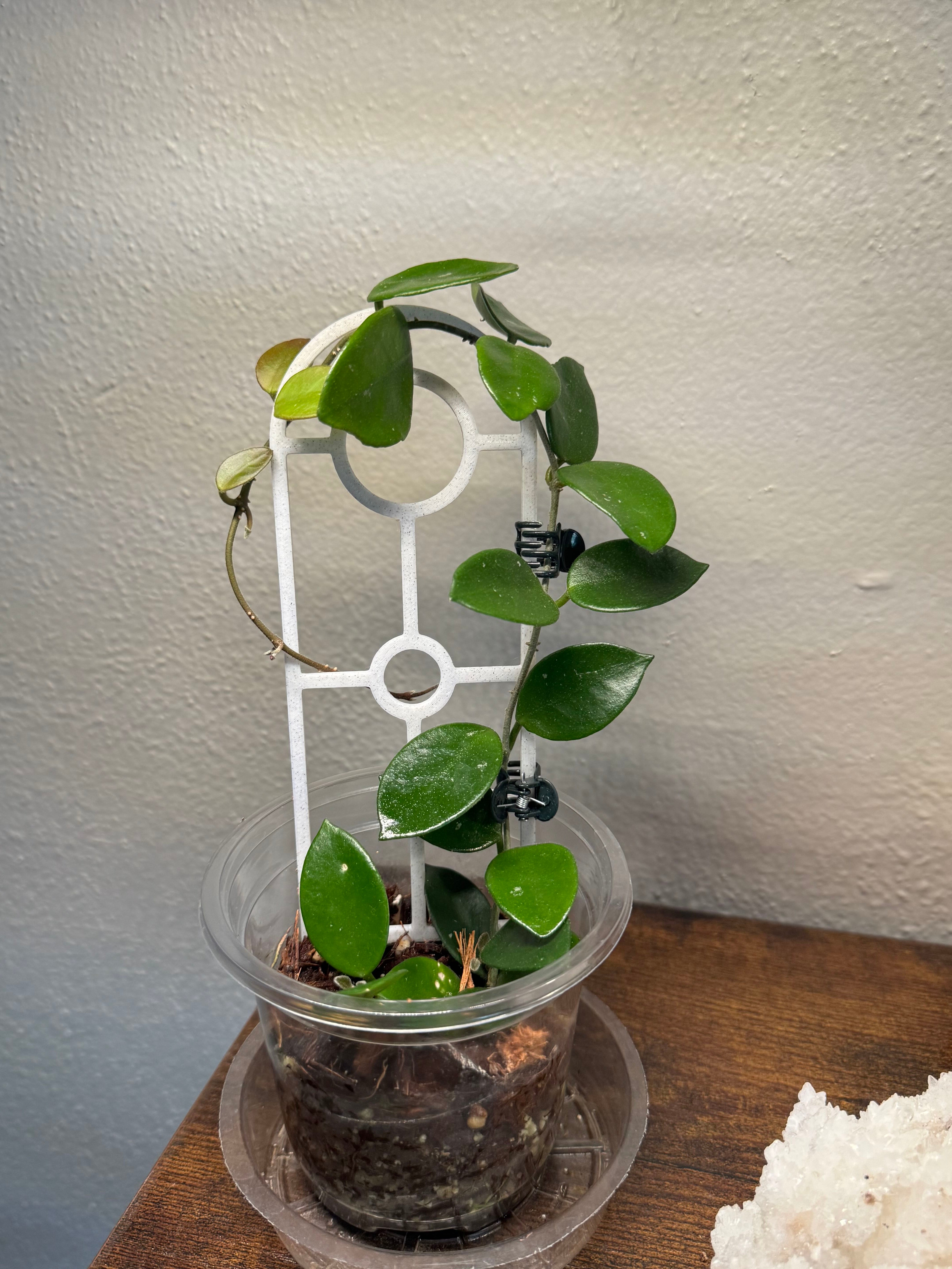 The Complete Hoya rundumensis Plant Care Guide: Water, Light & Beyond