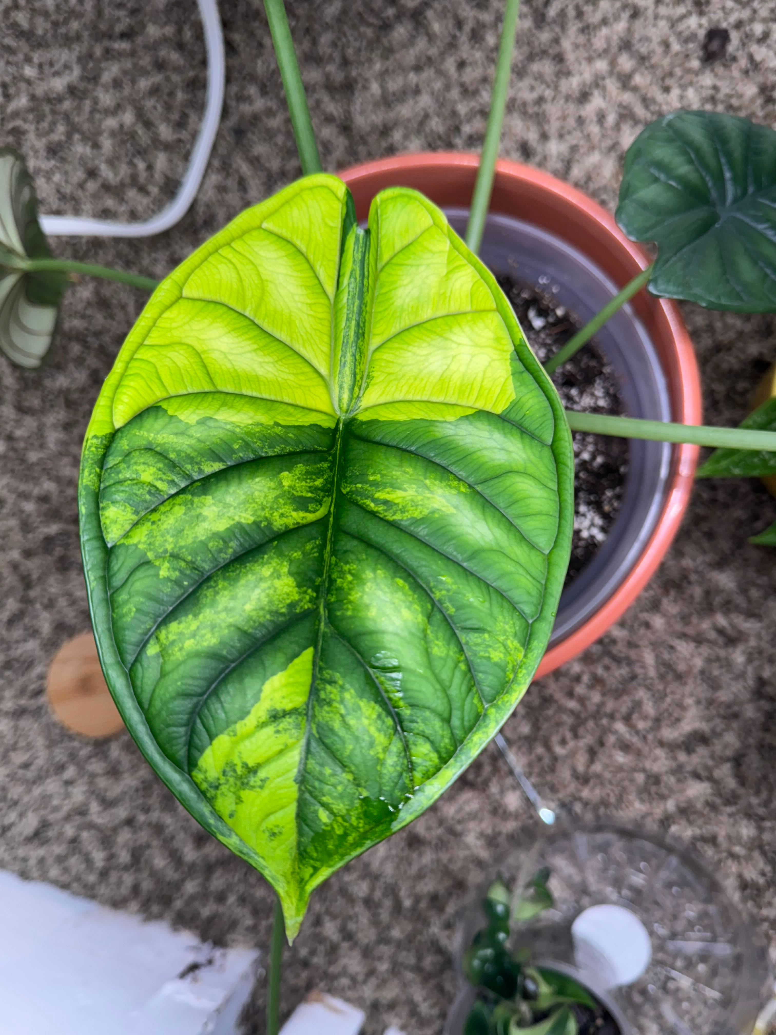 The Complete Variegated Alocasia Dragon Scale Plant Care Guide: Water ...