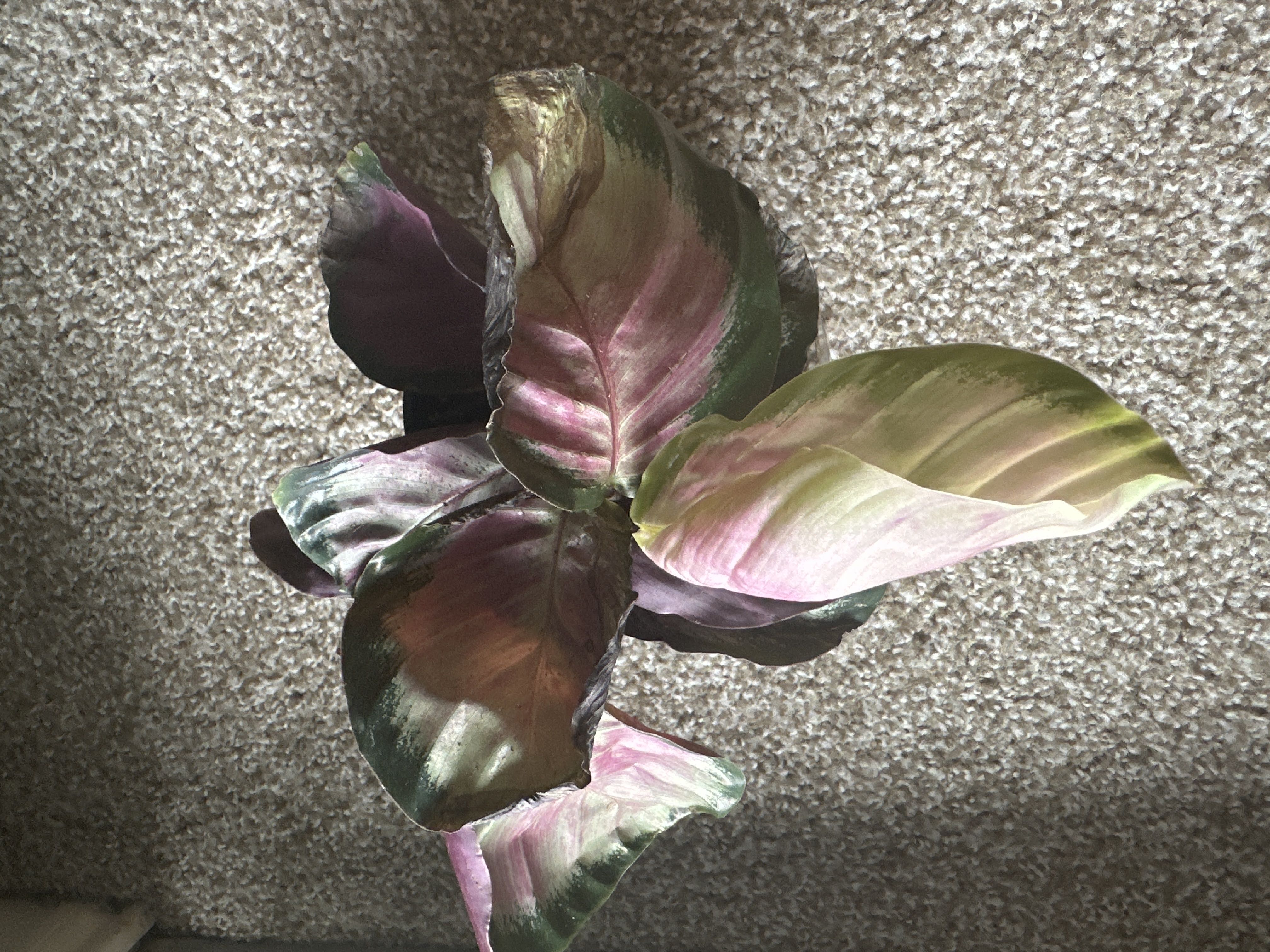 Blushing Philodendron Plant Care: Water, Light, Nutrients | Greg App 🌱